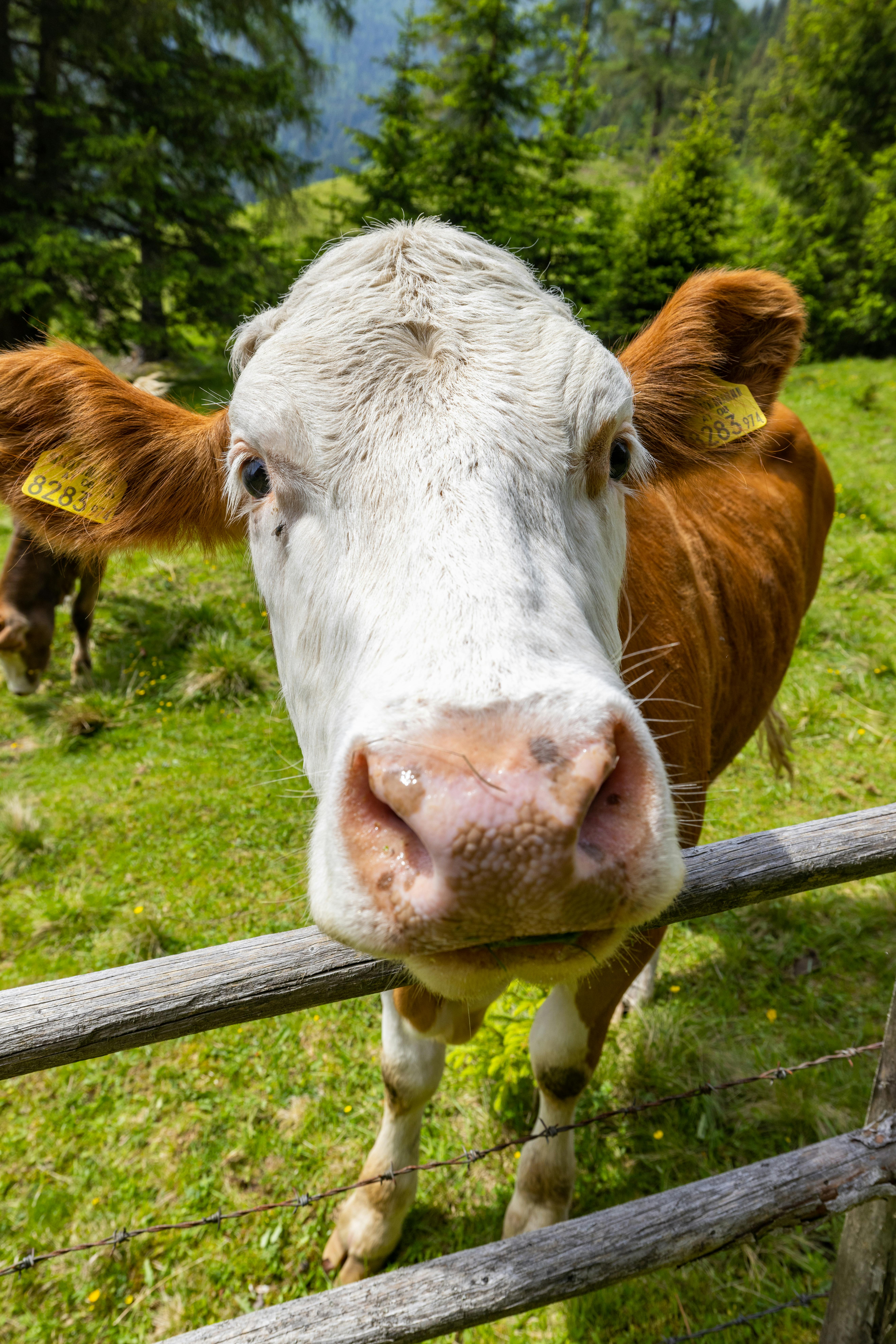 Close-Up Shot of a Cow With Ear Tags · Free Stock Photo