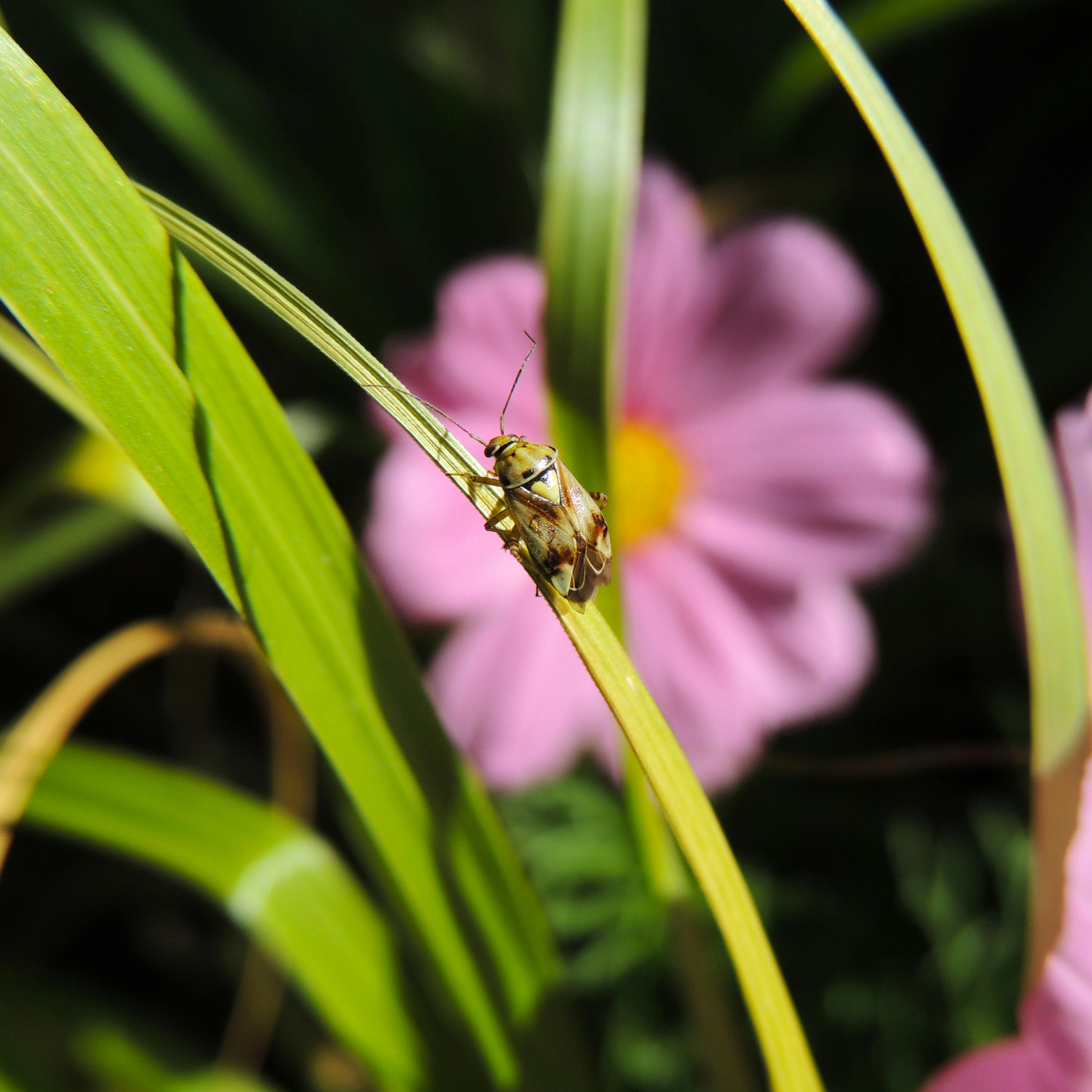 Insect on Grass · Free Stock Photo