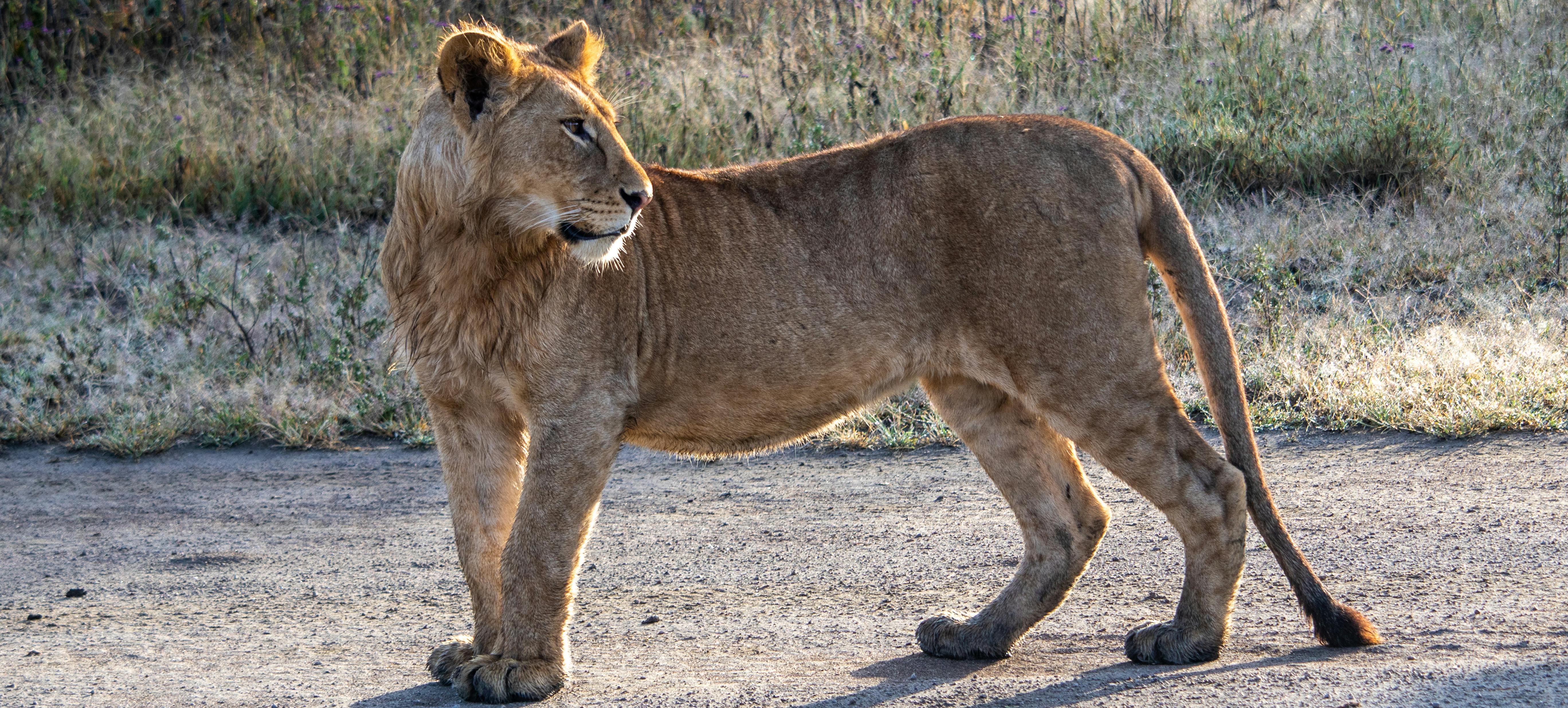 Panoramic Cats Photos, Download The BEST Free Panoramic Cats Stock ...