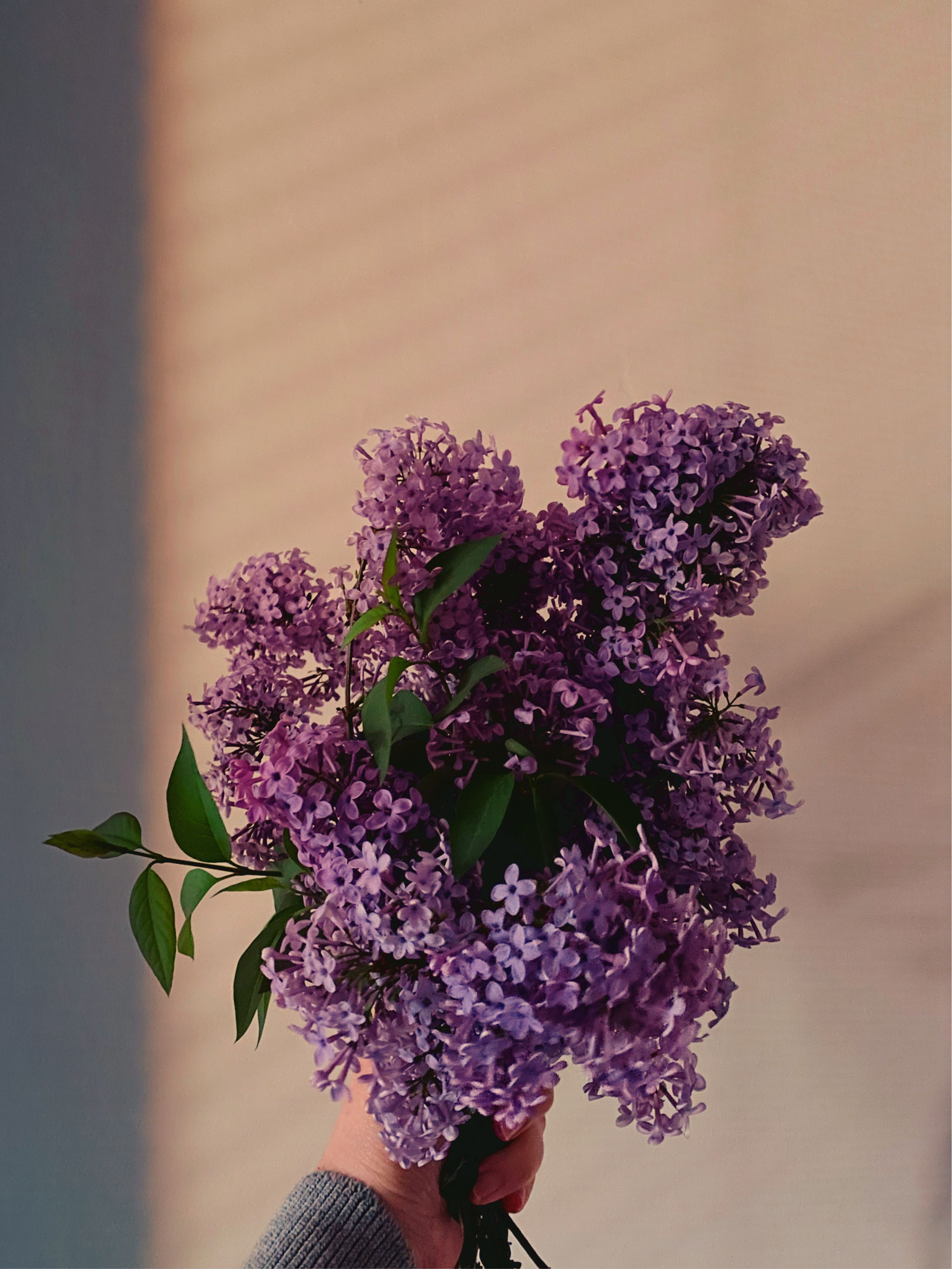 A Person Holding Lilac Flowers · Free Stock Photo