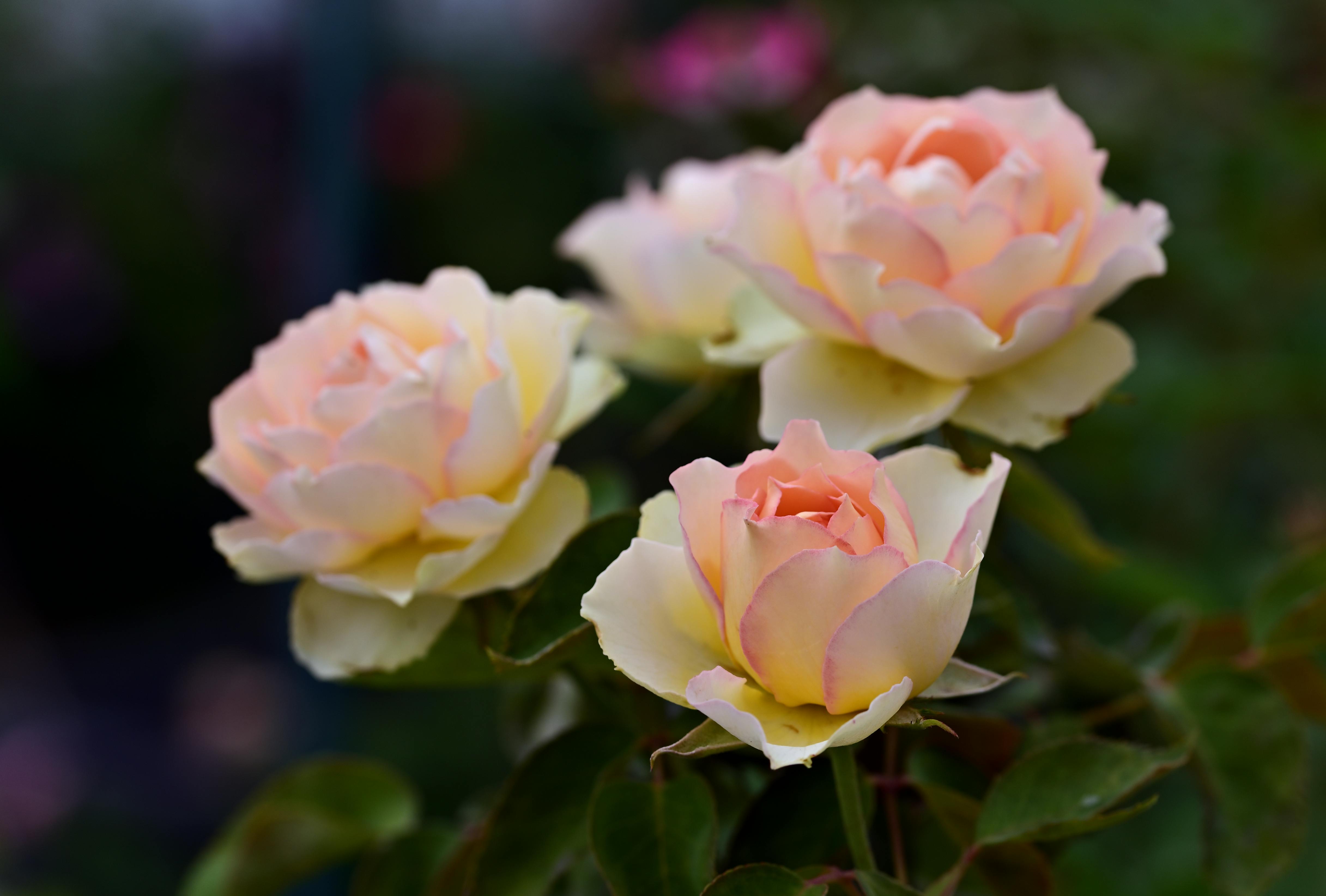 Close-Up Photography of Pink Rose · Free Stock Photo