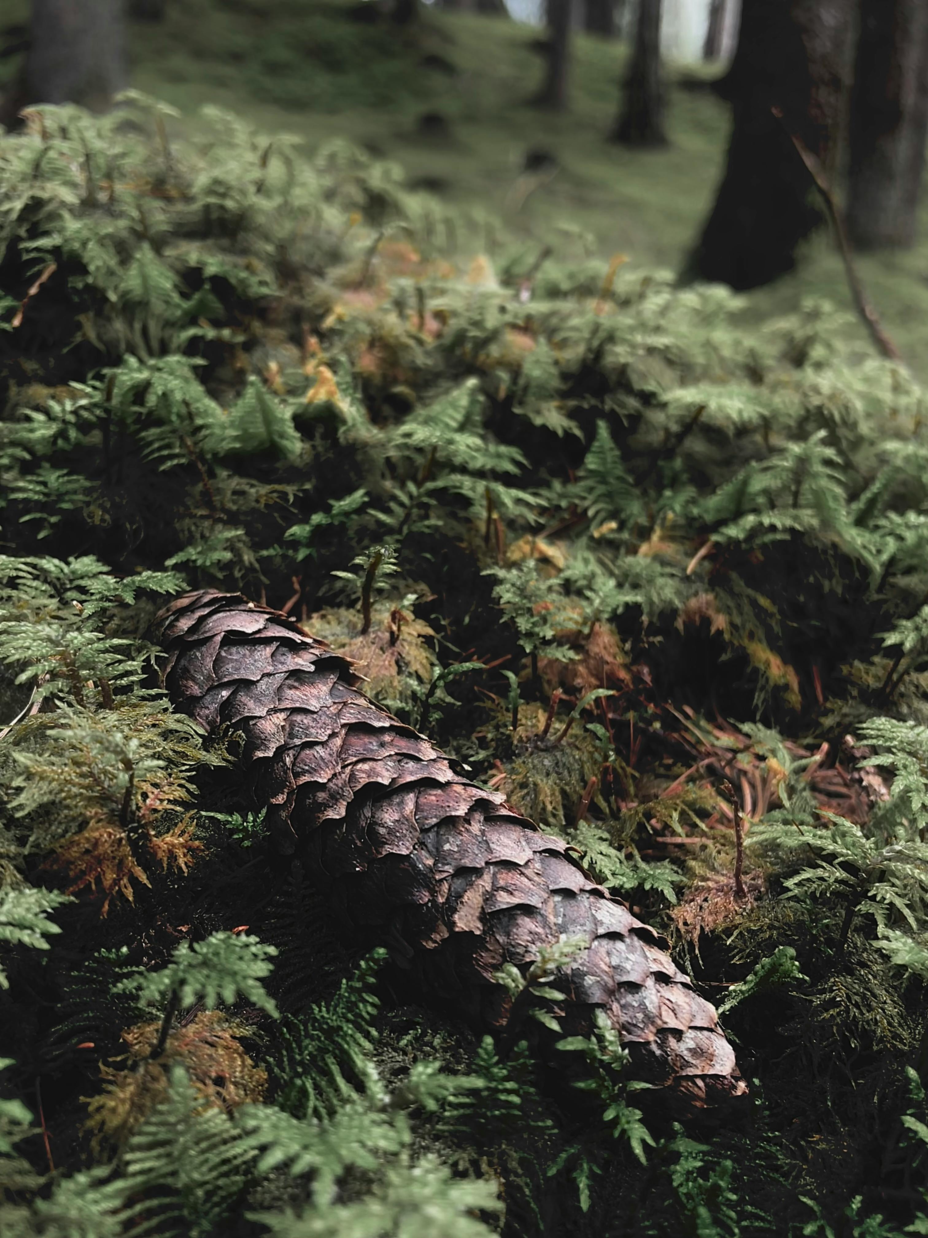 Ground Hog Photos, Download The BEST Free Ground Hog Stock Photos & HD ...