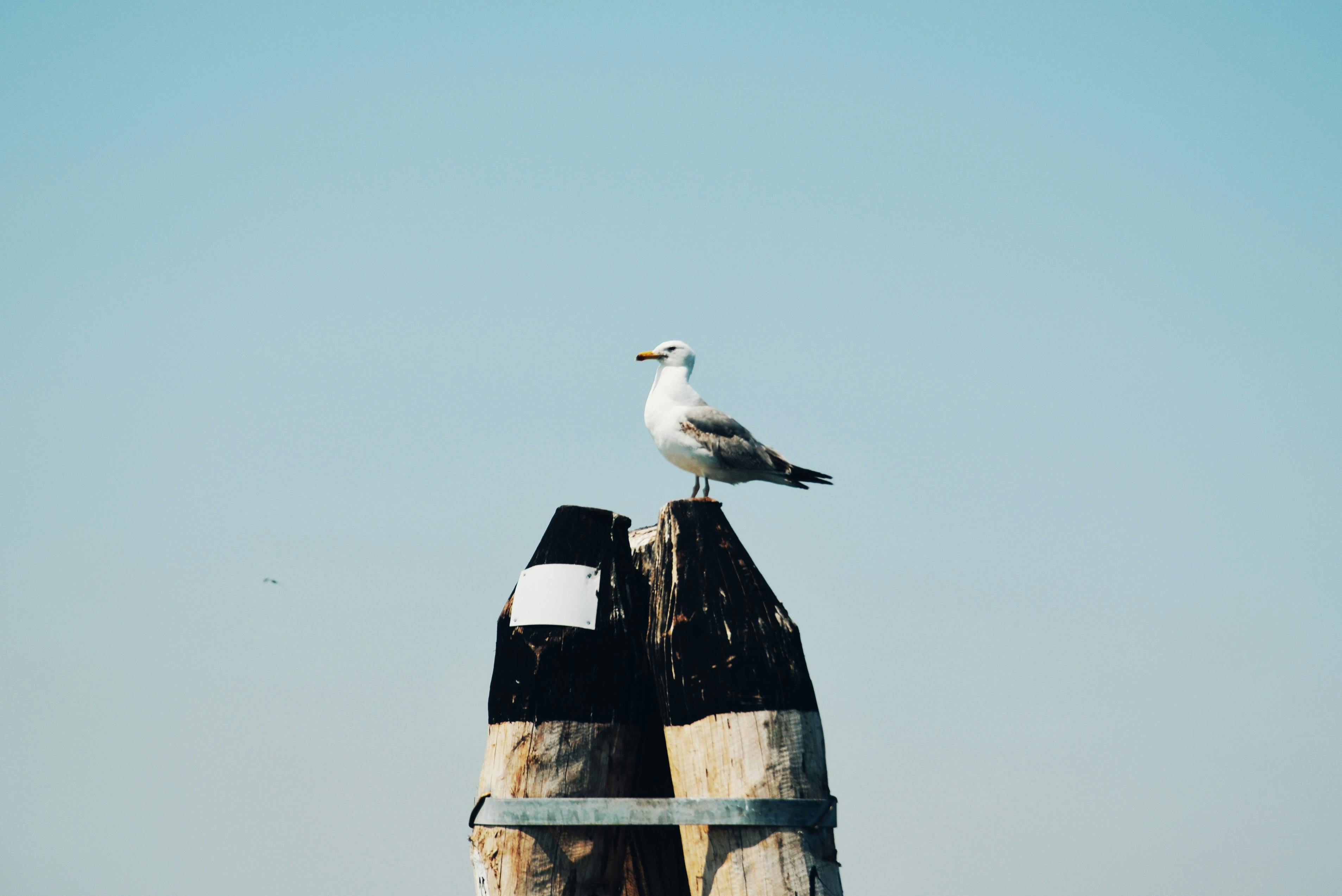 Photo of a Gull on a Wooden Post · Free Stock Photo