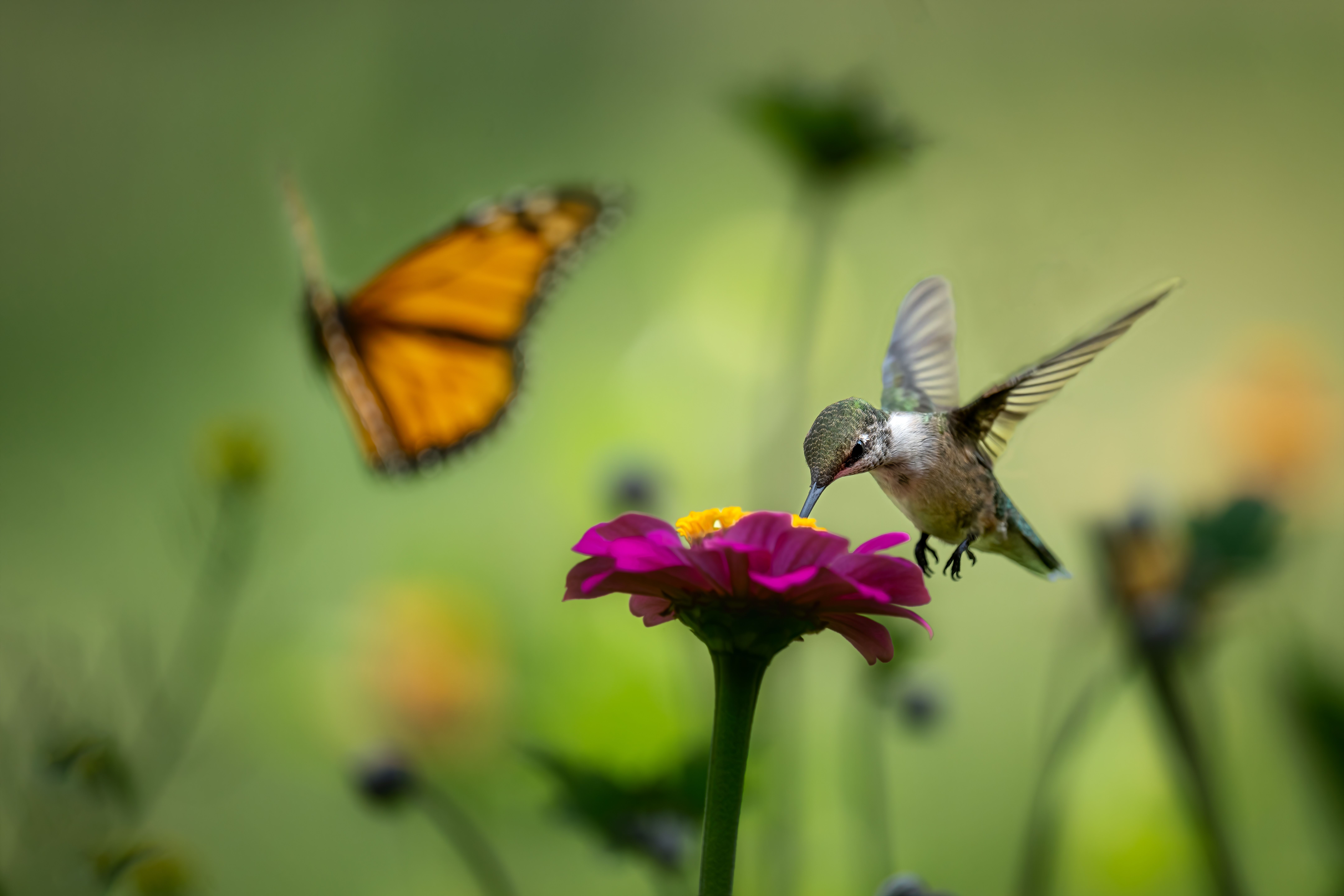 A Beautiful Sheartail Bird Flying Near a Purple Flower · Free Stock Photo