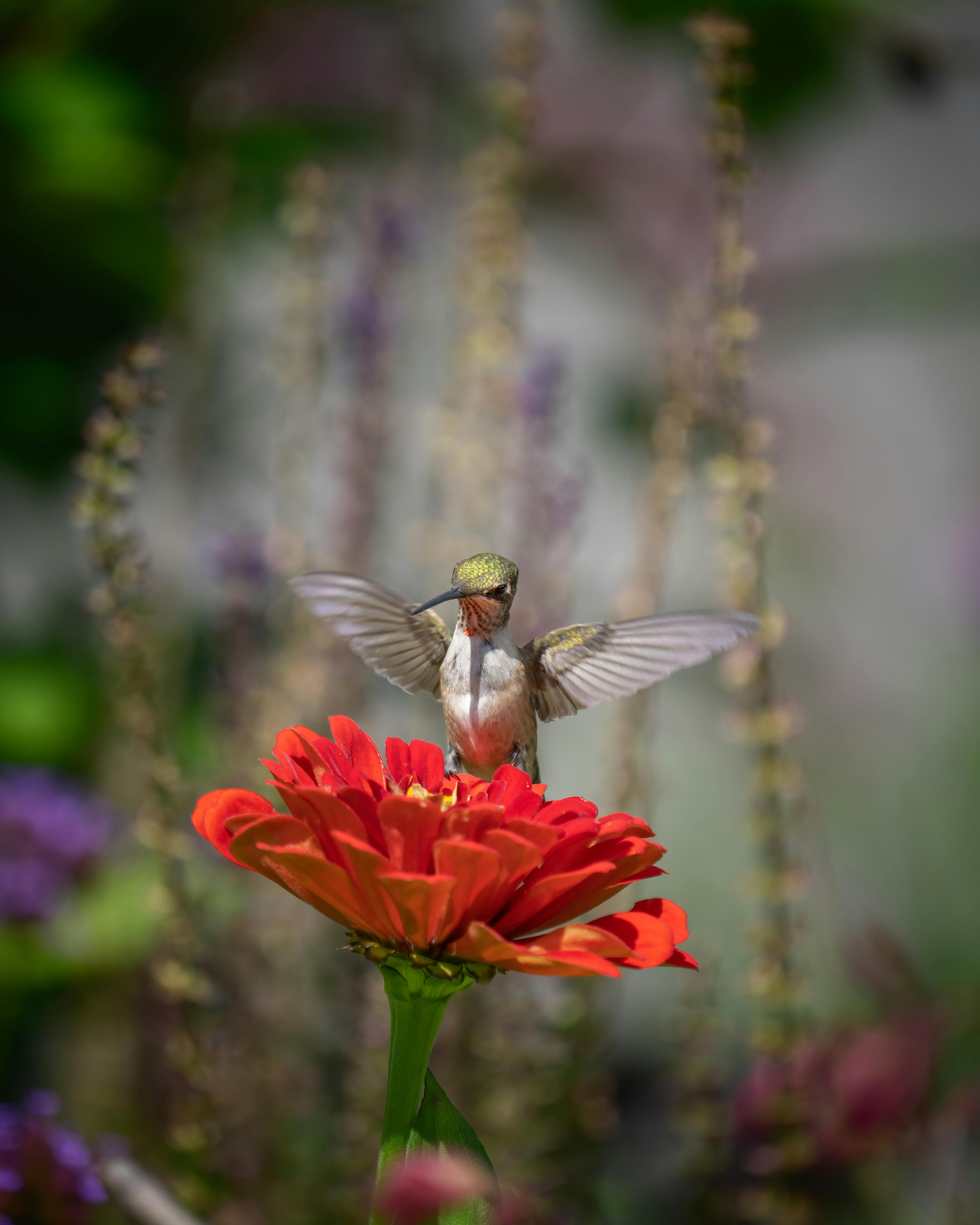 A Hummingbird Near a Flower · Free Stock Photo