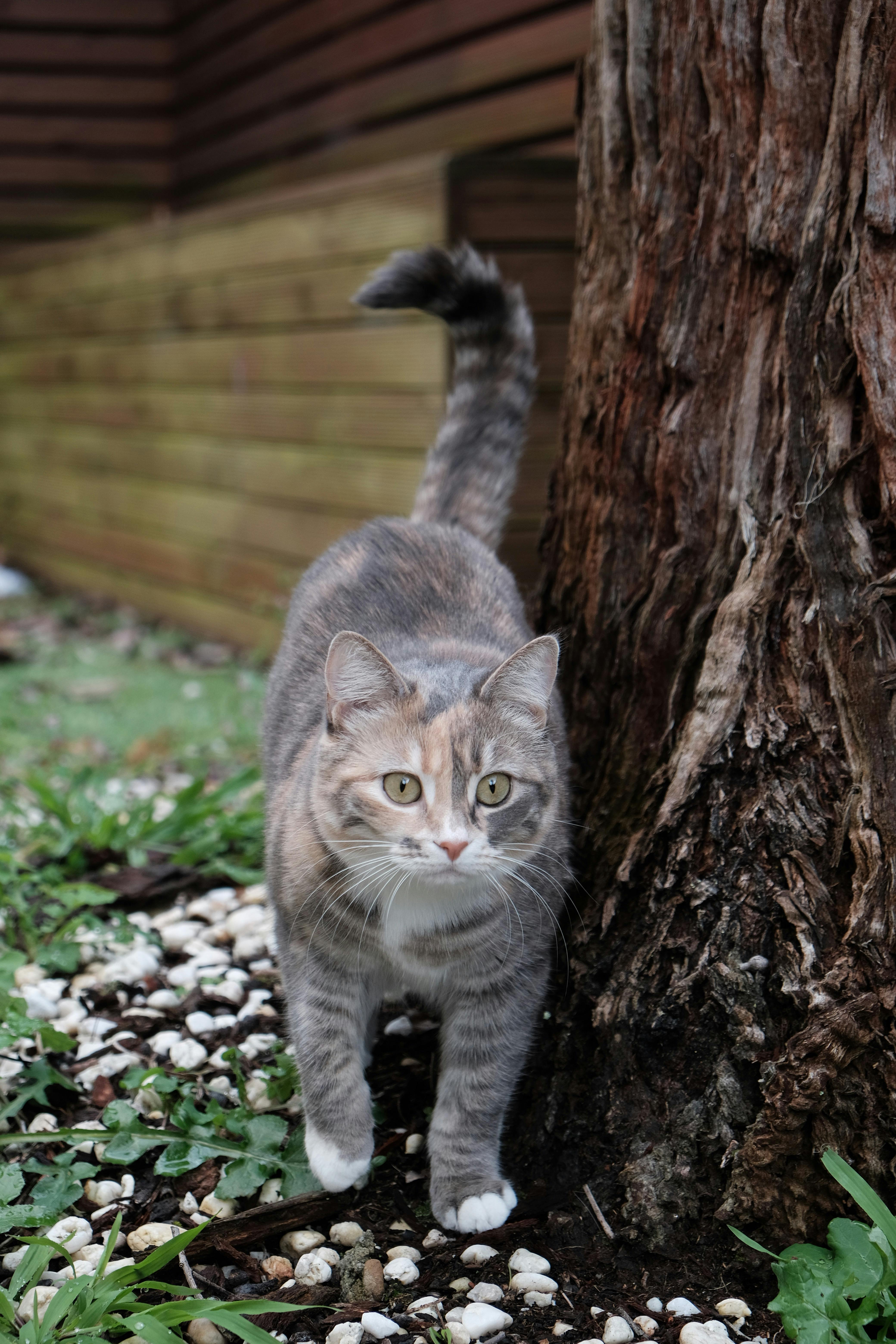 Standing Ginger Cat Close Up Photos, Download The BEST Free Standing ...