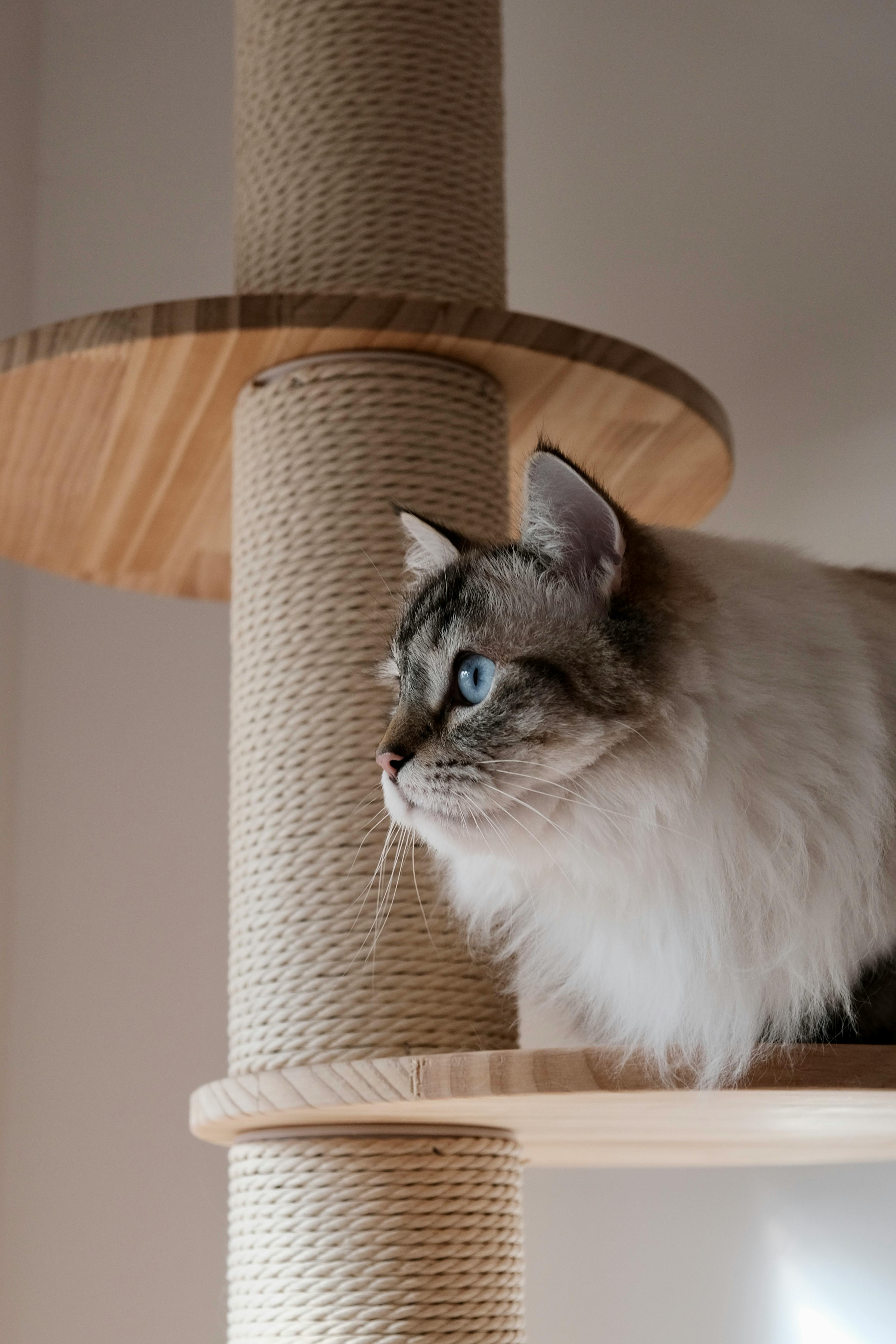 Close Up Shot of a Cat Eating · Free Stock Photo