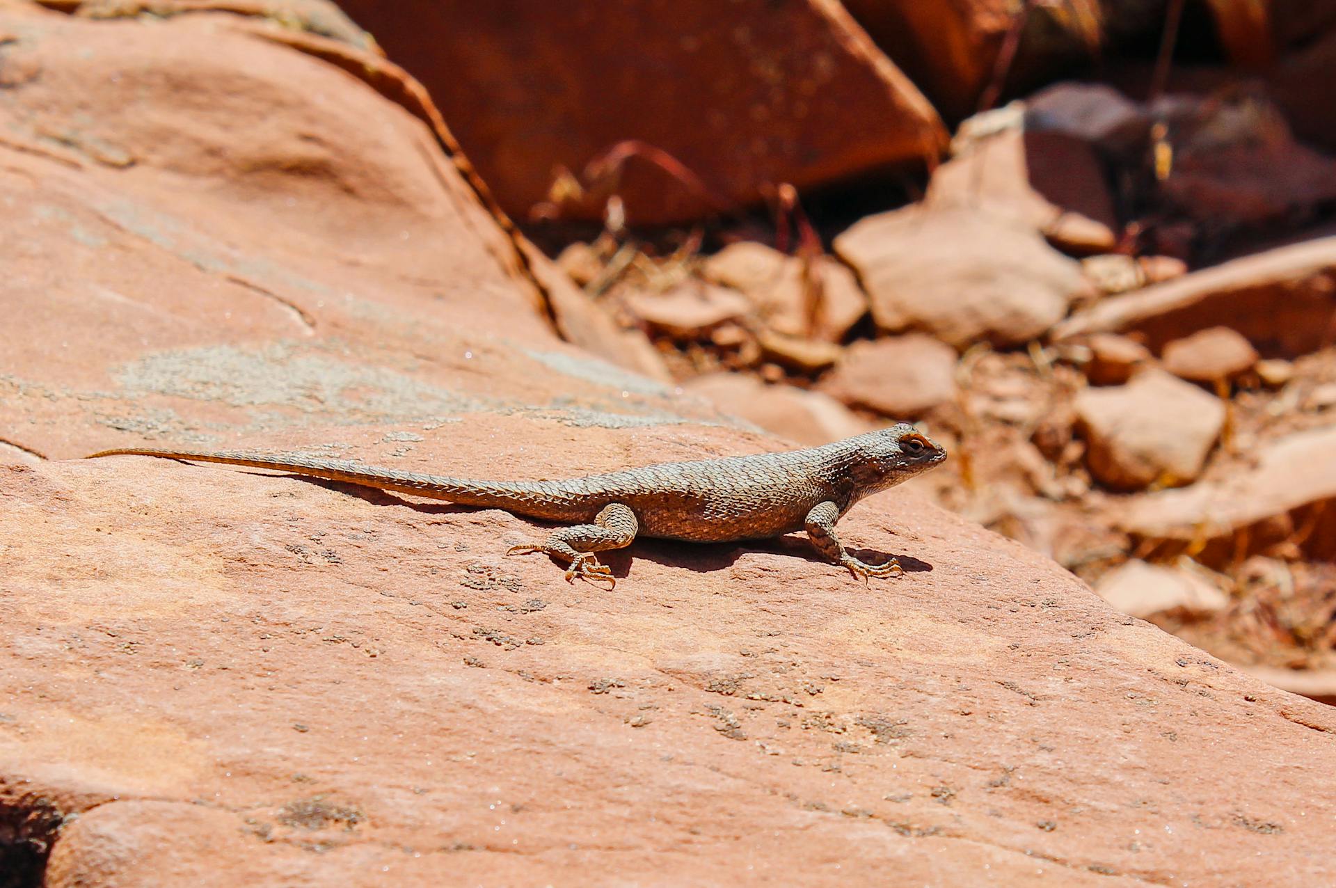 Spiny Tailed Lizards: Habitat & Care Guide for Beginners