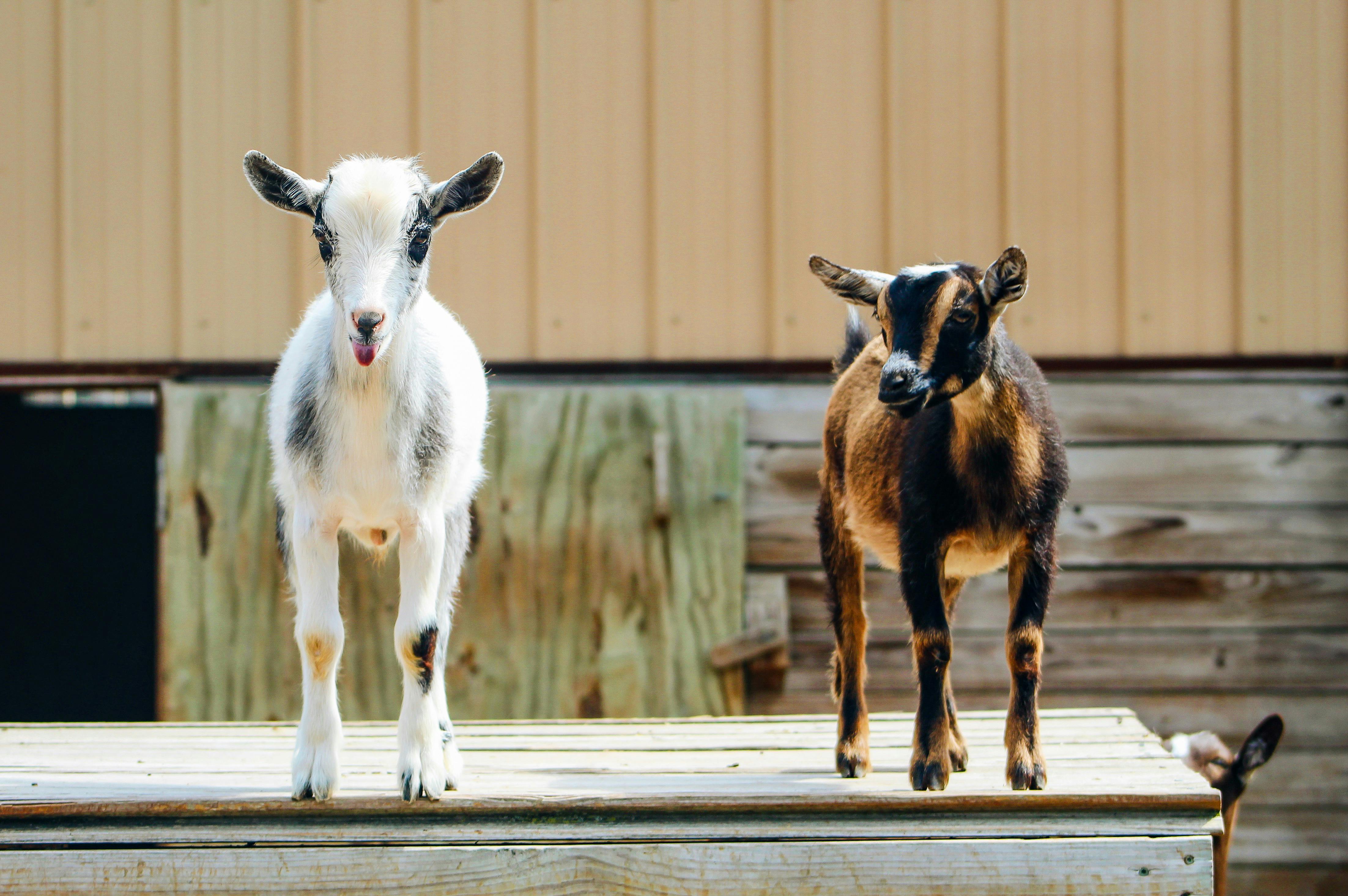 Barn Platform Photos, Download The BEST Free Barn Platform Stock Photos ...