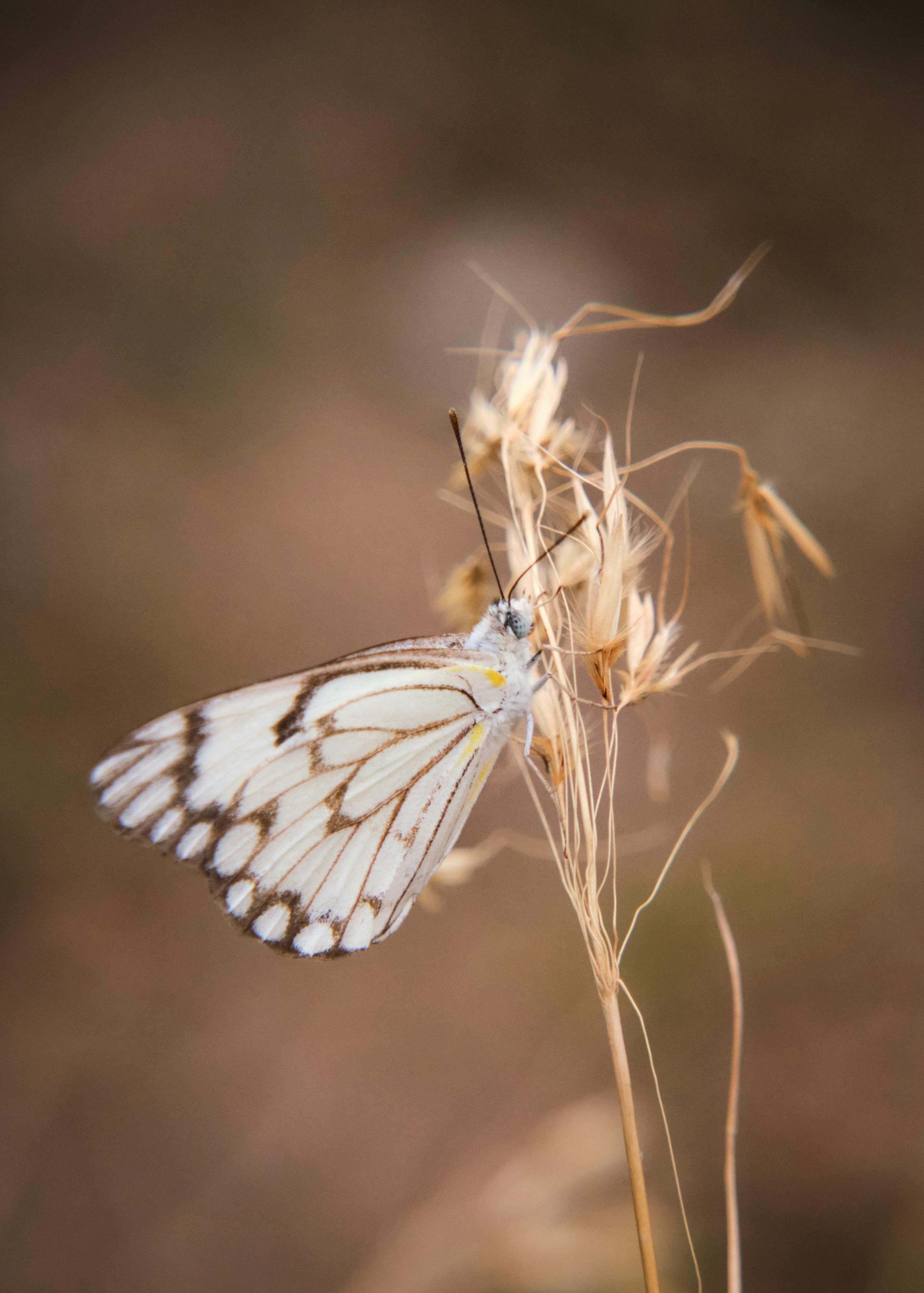 White Butterfly Photos, Download The BEST Free White Butterfly Stock ...