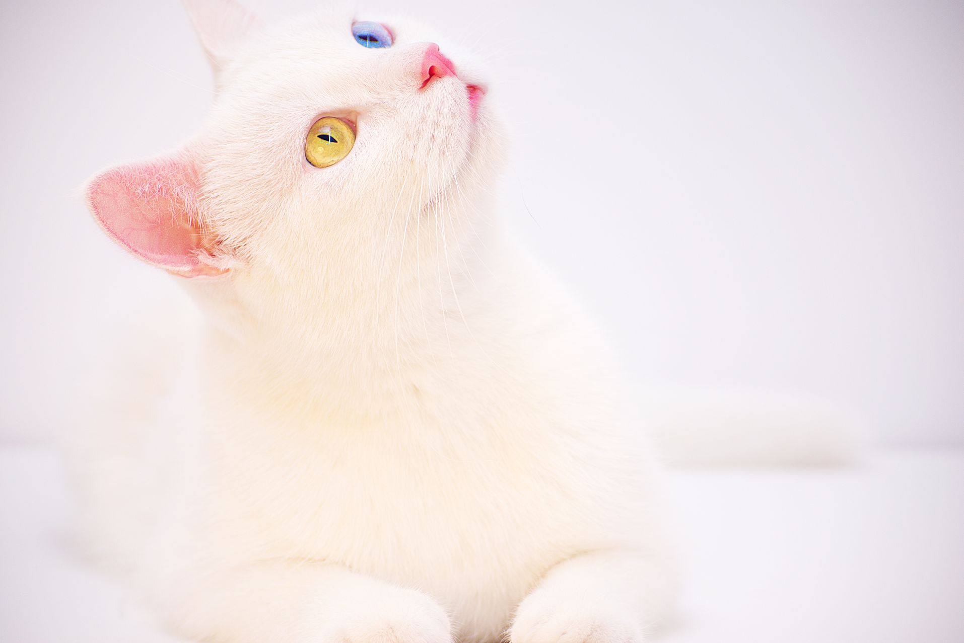 Cat Vision vs Dog Vision: Unique Animal Perspectives