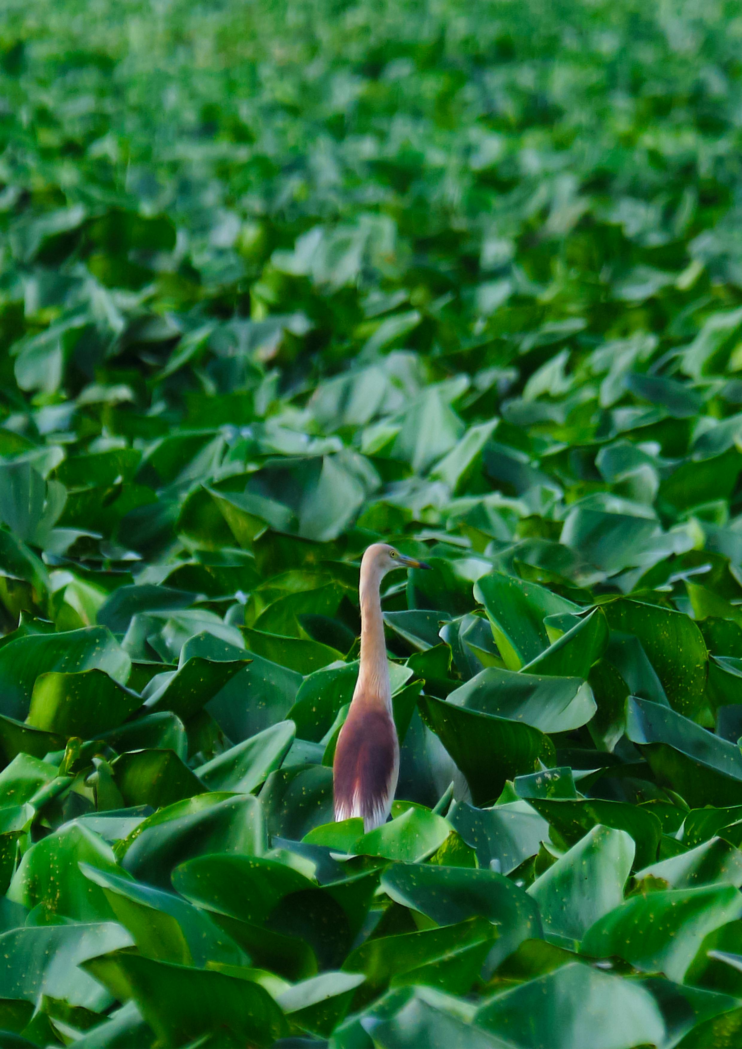 A Garza Photos, Download Free A Garza Stock Photos & HD Images