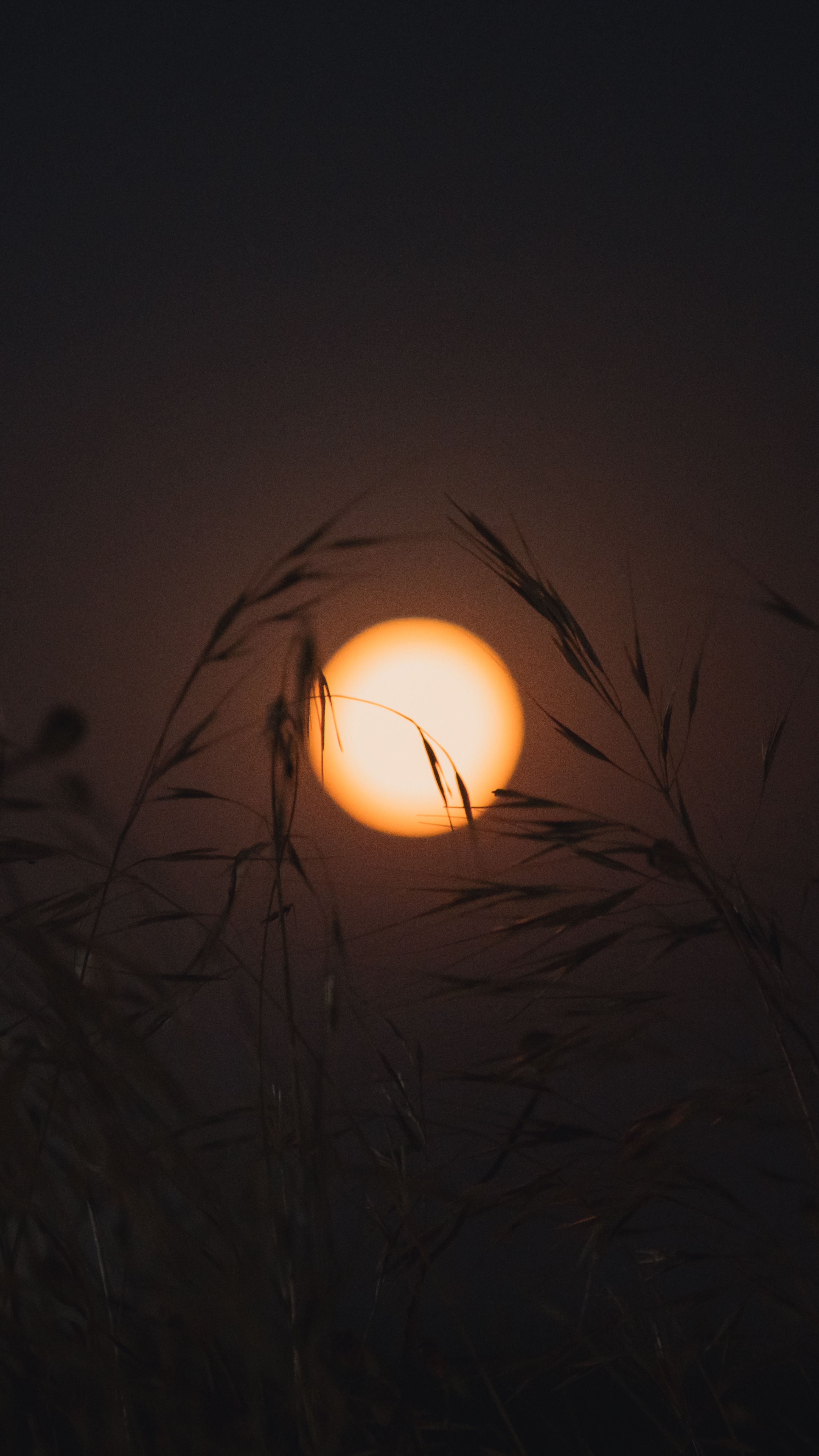 Full Moon Seen through Grass · Free Stock Photo