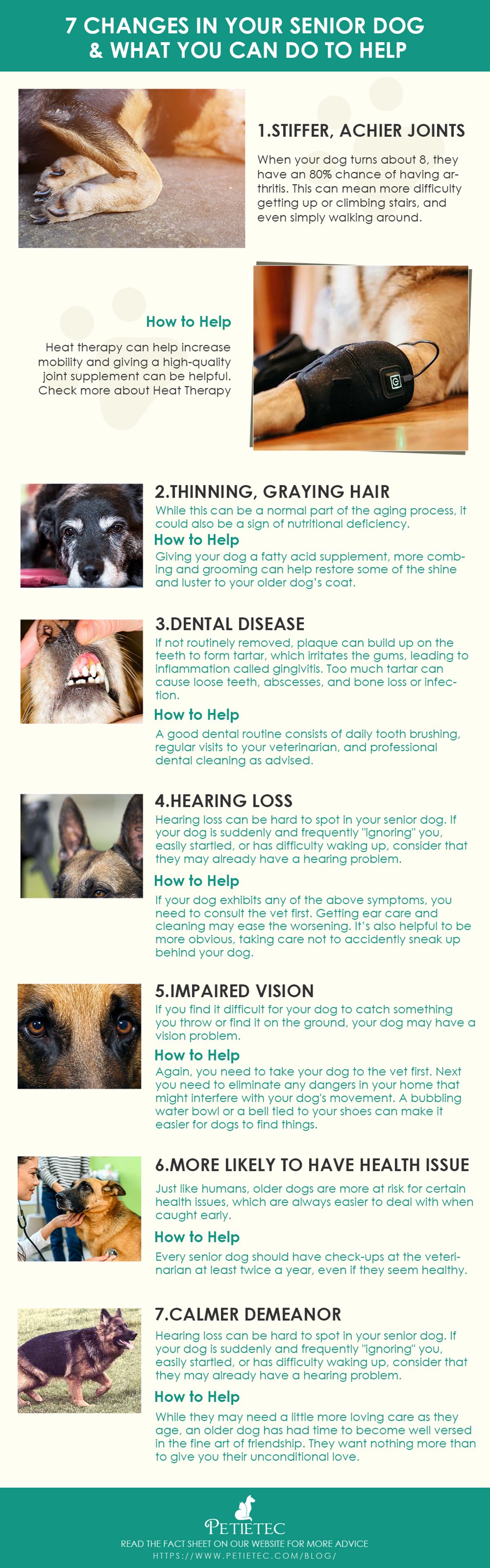 7 Changes In Your Senior Dog And What You Can Do To Help | petietec