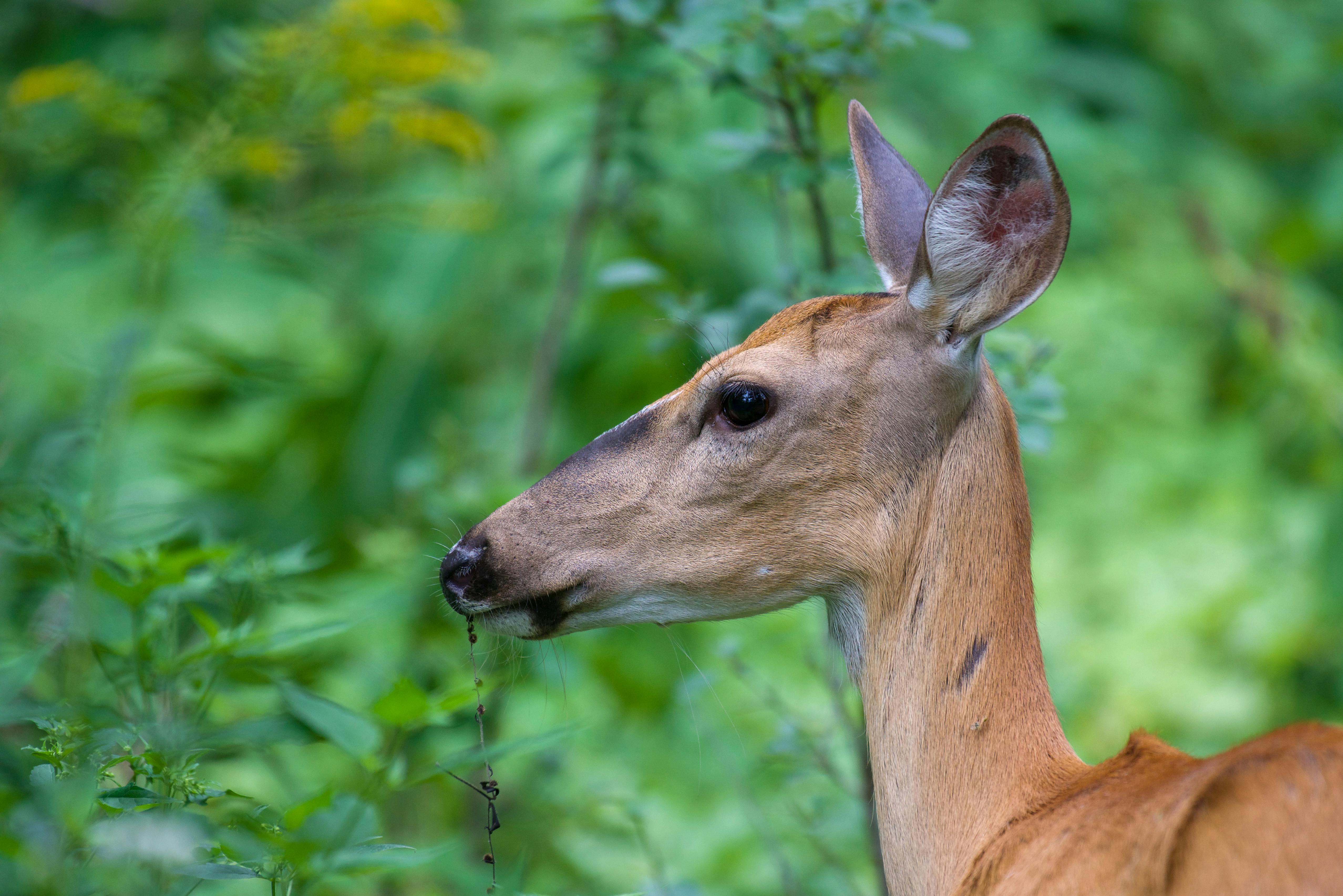 Close up on doe laying on grass · Free Stock Photo