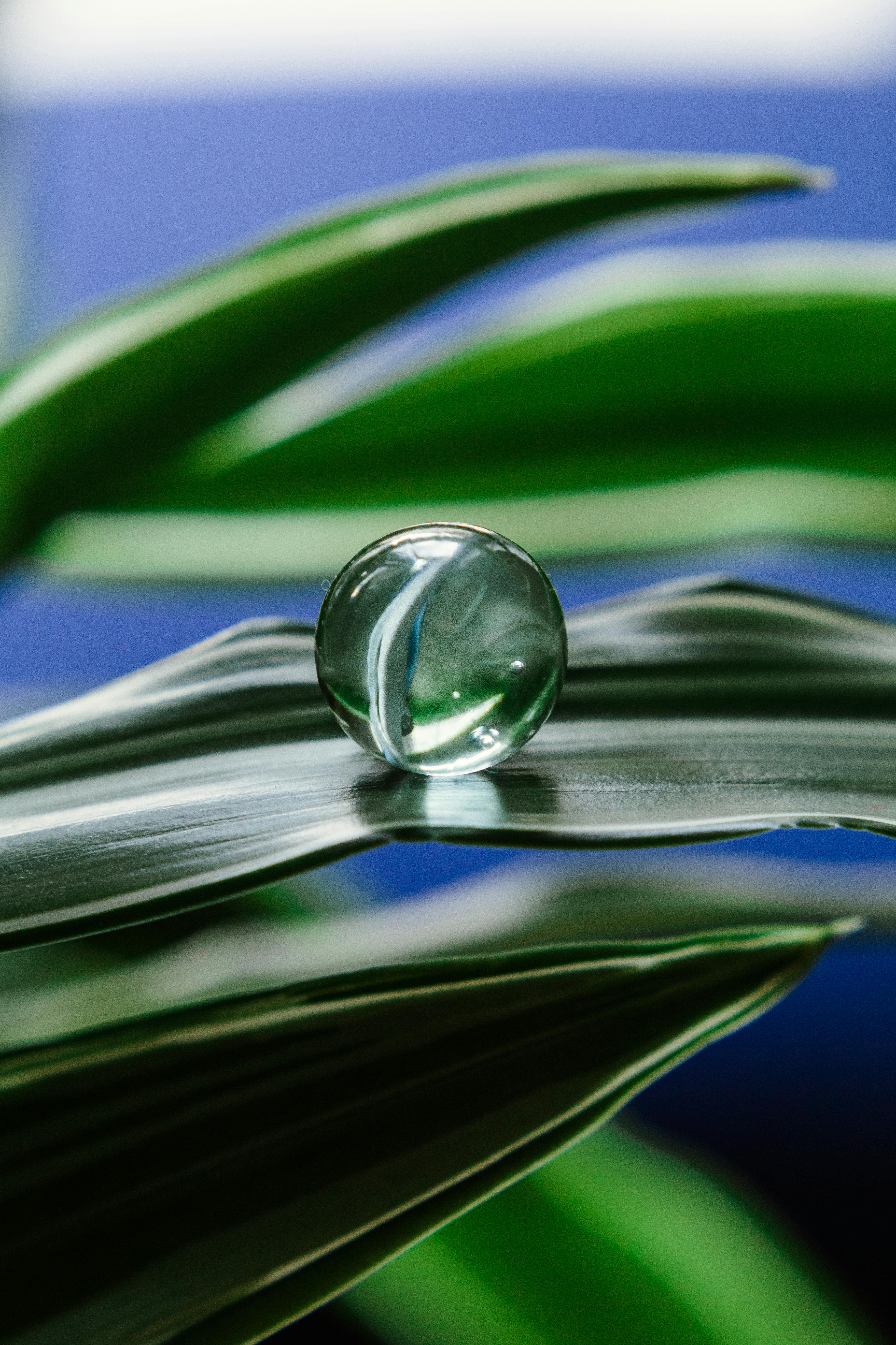 Clear Marble Ball on Green Leafed Plant · Free Stock Photo