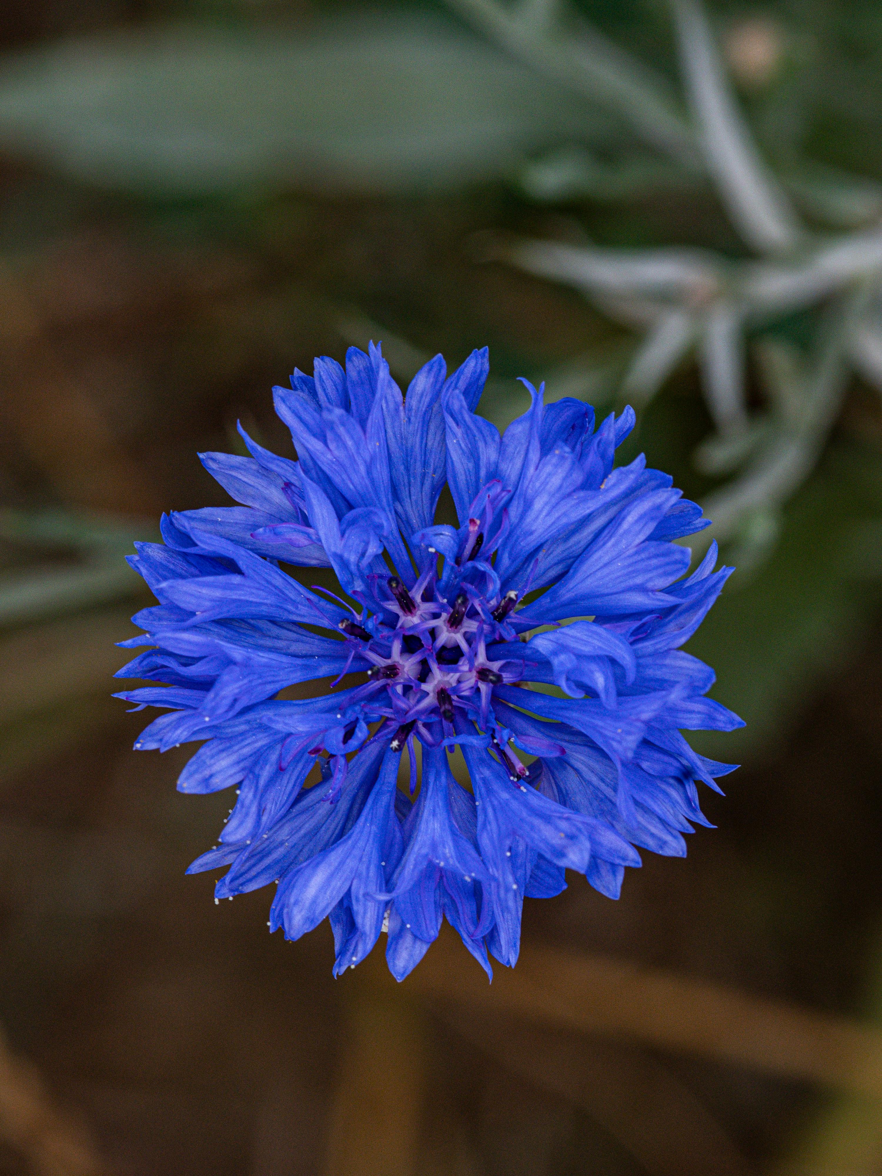 Blue Cornflower Photos, Download The BEST Free Blue Cornflower Stock ...