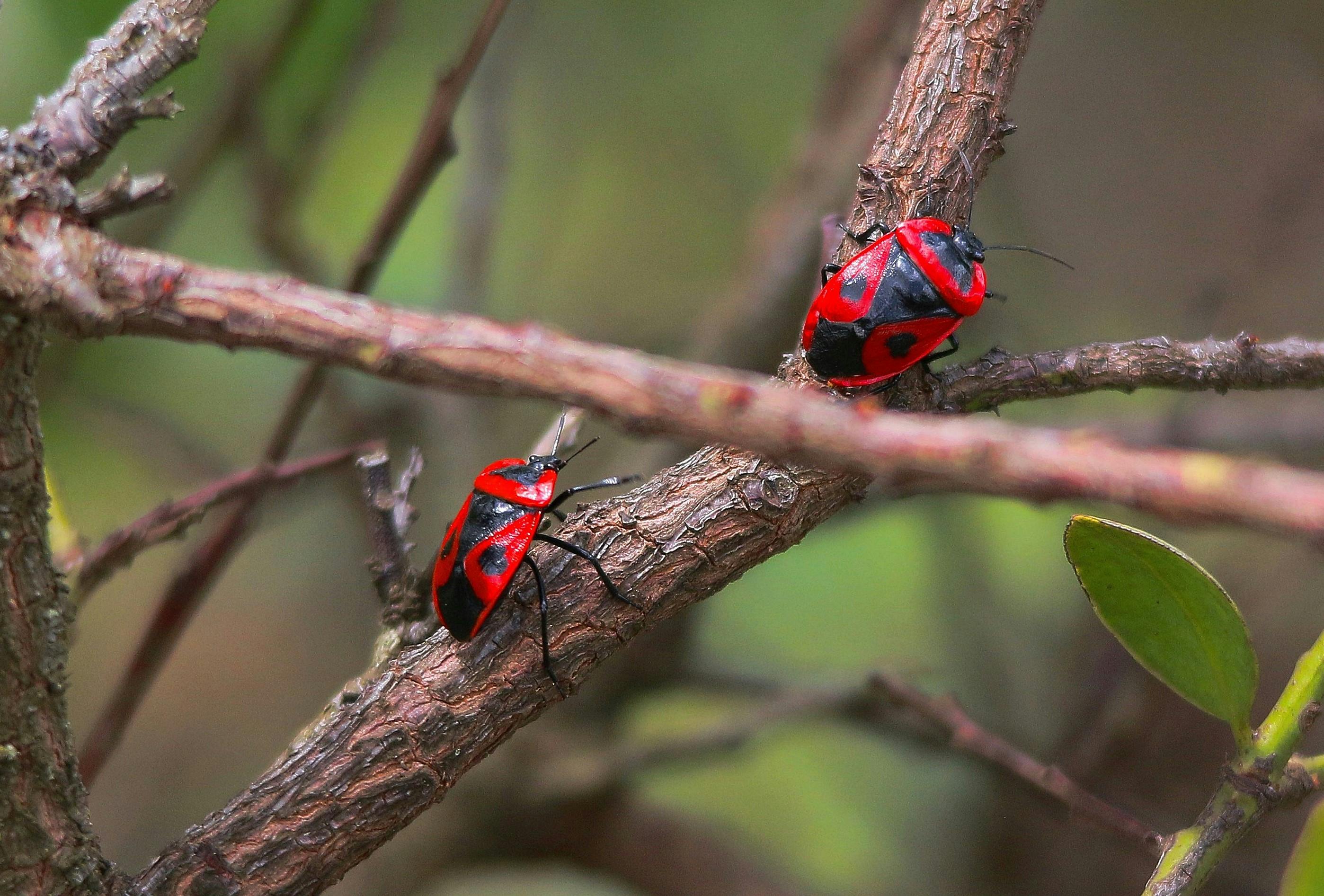 Close up of Red Bugs · Free Stock Photo
