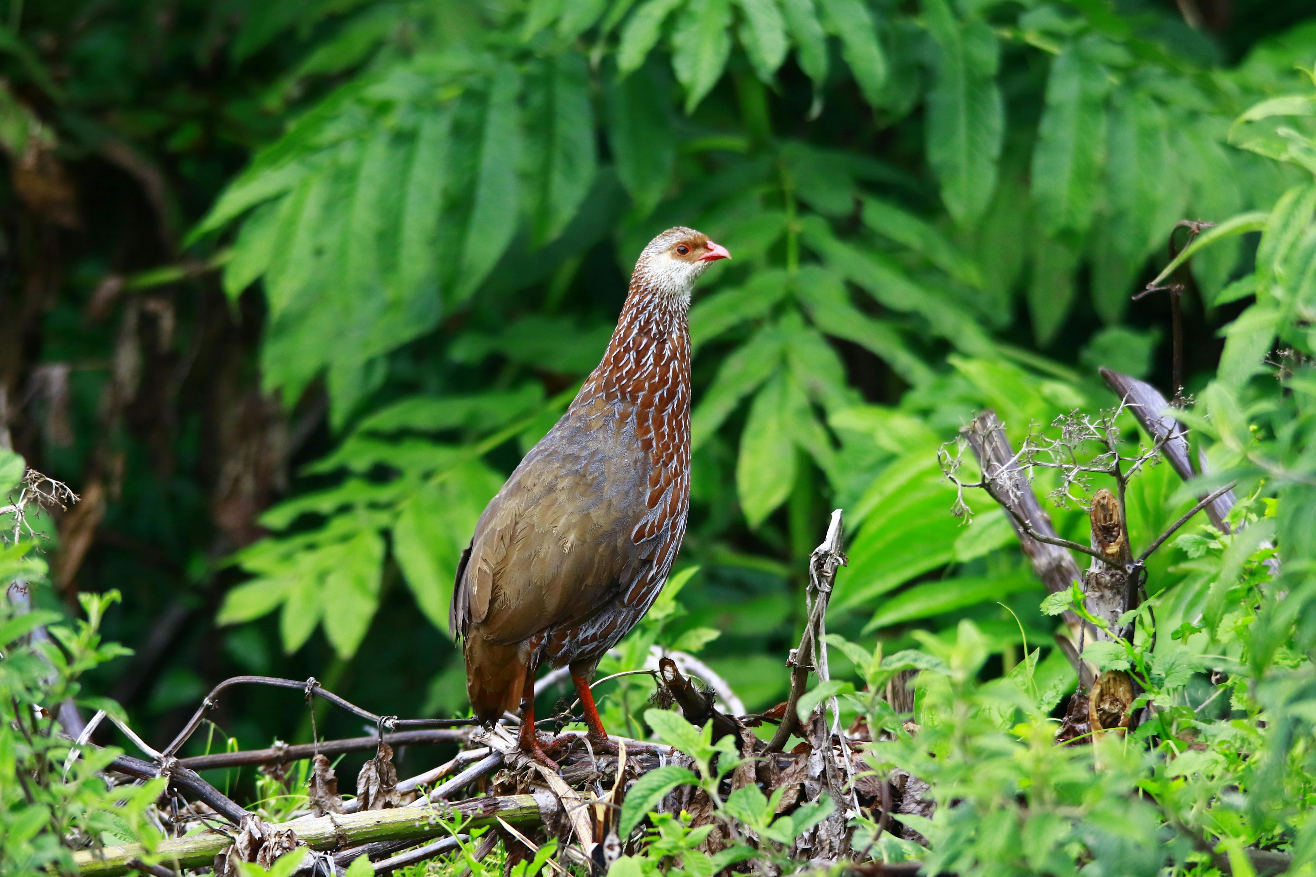 Close-Up of a Francolin · Free Stock Photo