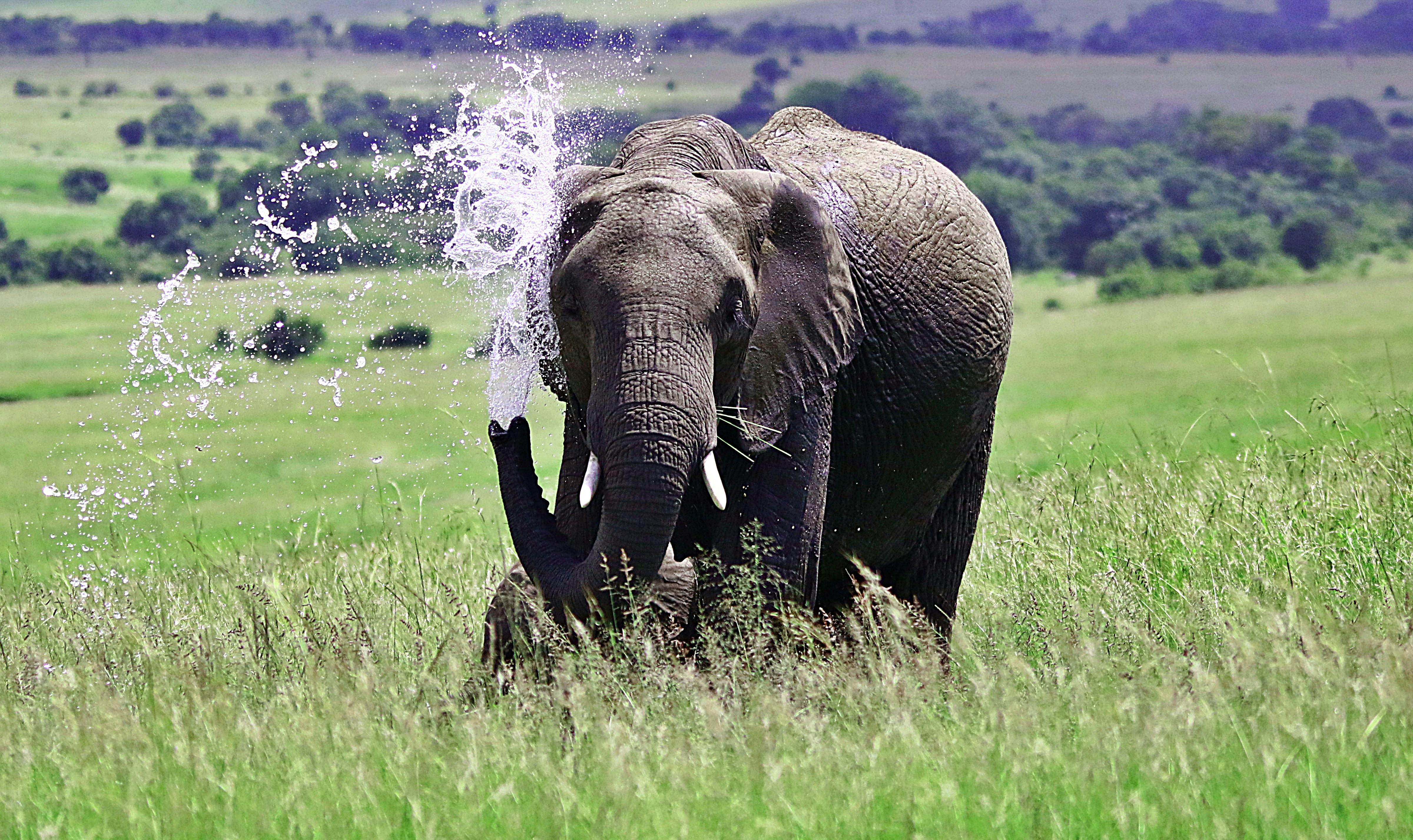 Elephant Spraying Water · Free Stock Photo