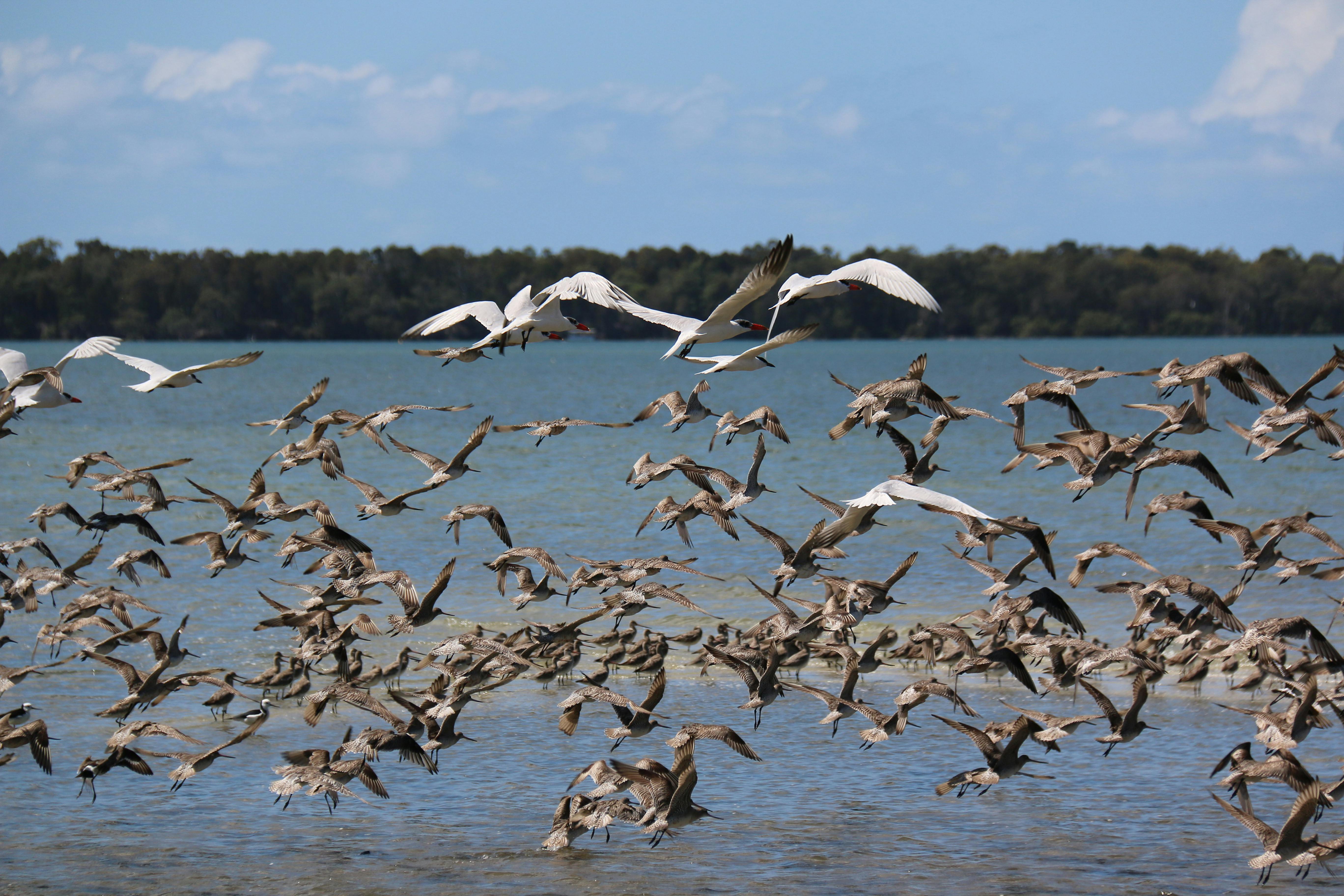 A Flock of Water Birds Flying · Free Stock Photo