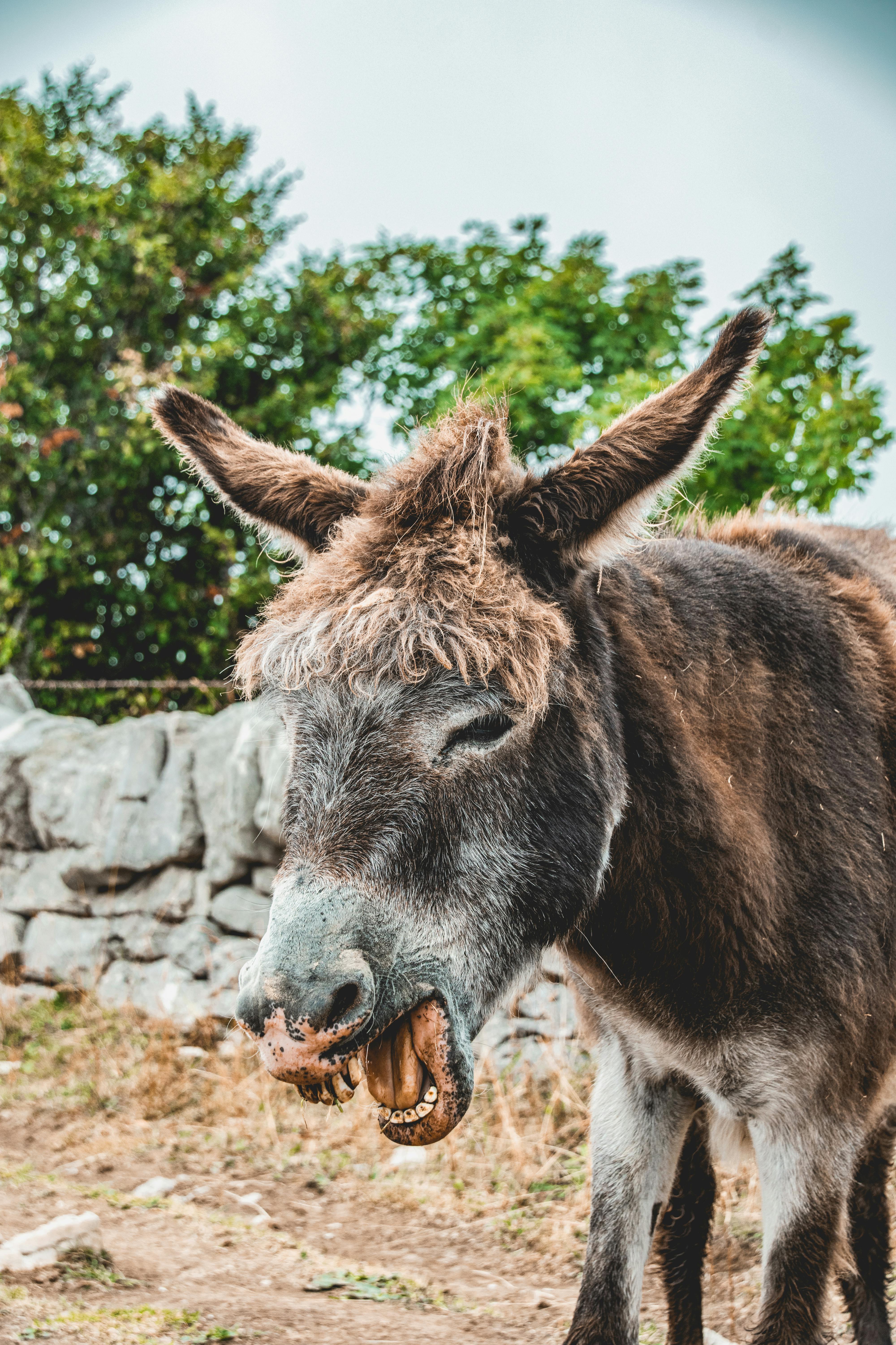 Foto de stock gratuita sobre animal, asno, de cerca, fotografía de ...