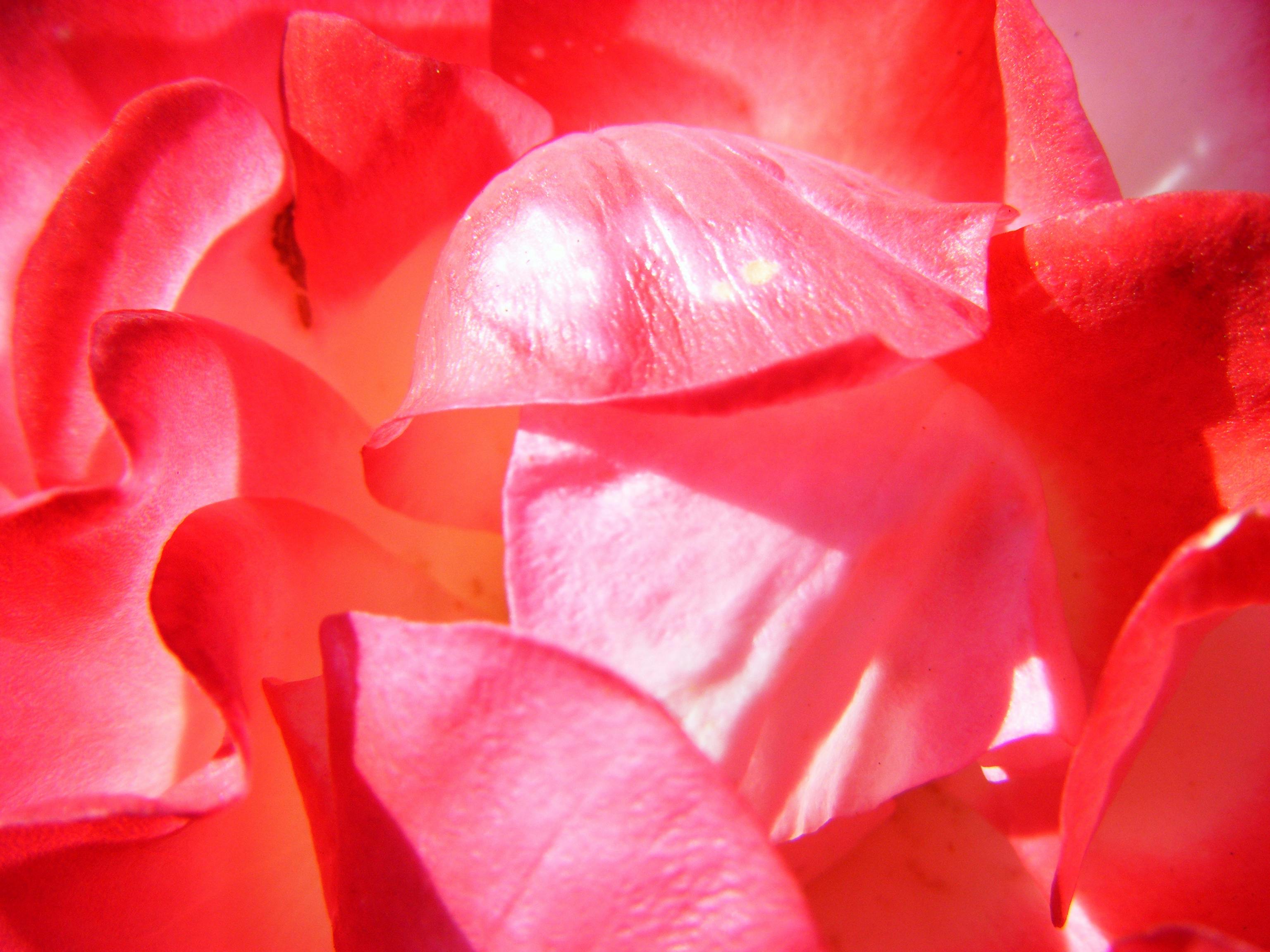 ROTIMI FEMI - Fotografía