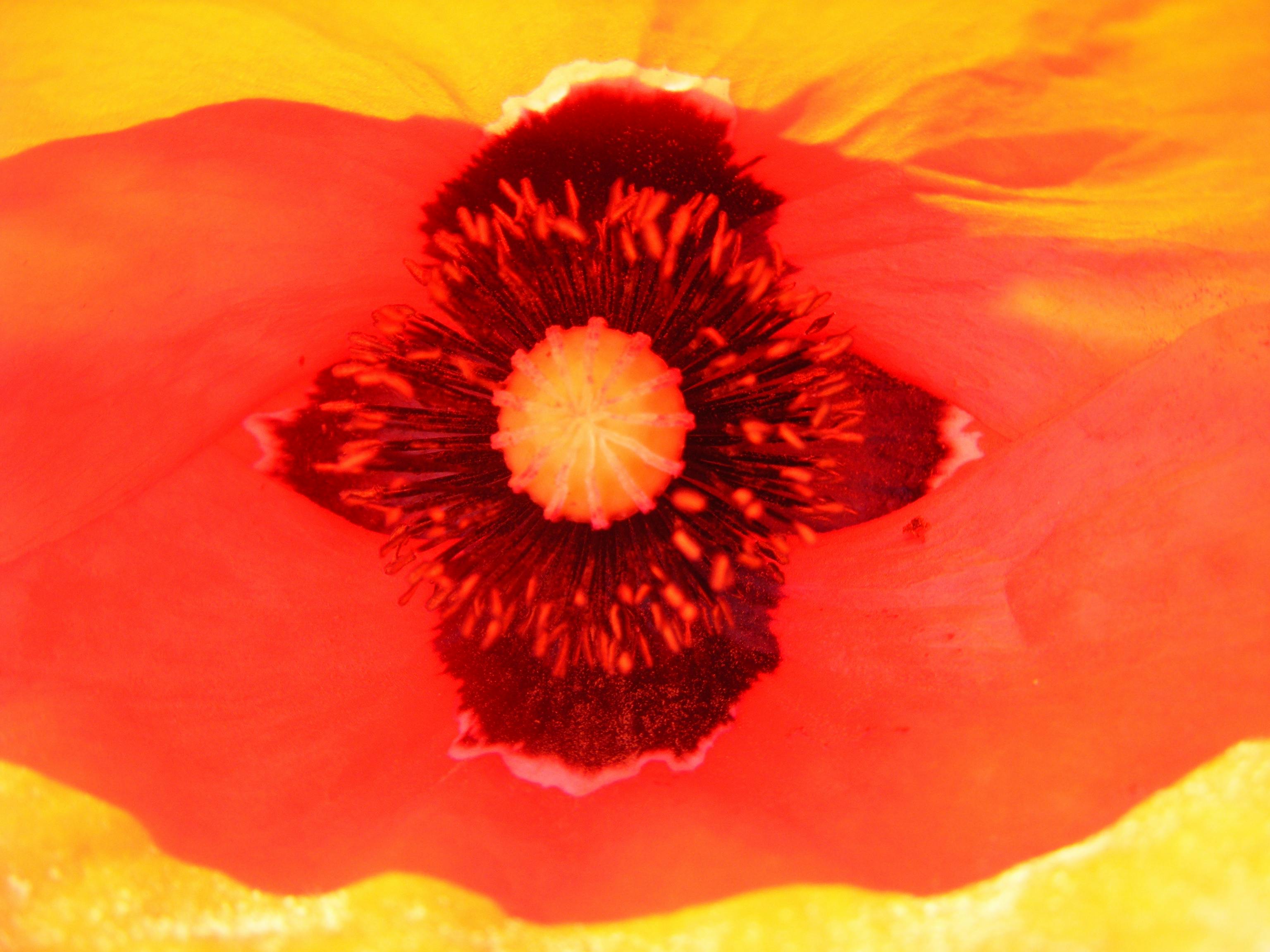 ROTIMI FEMI - Fotografía