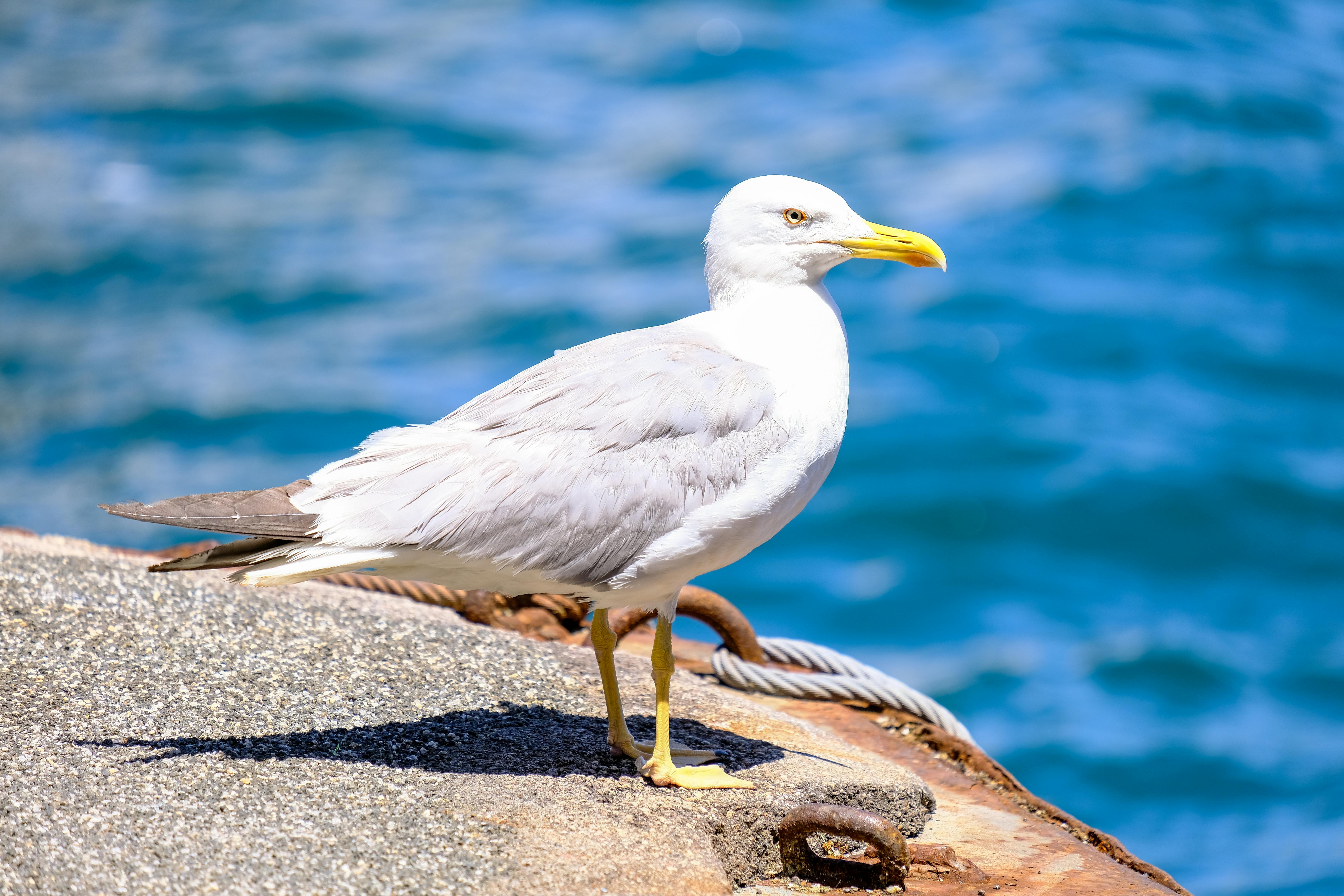 White Seagull on Brown Surface · Free Stock Photo
