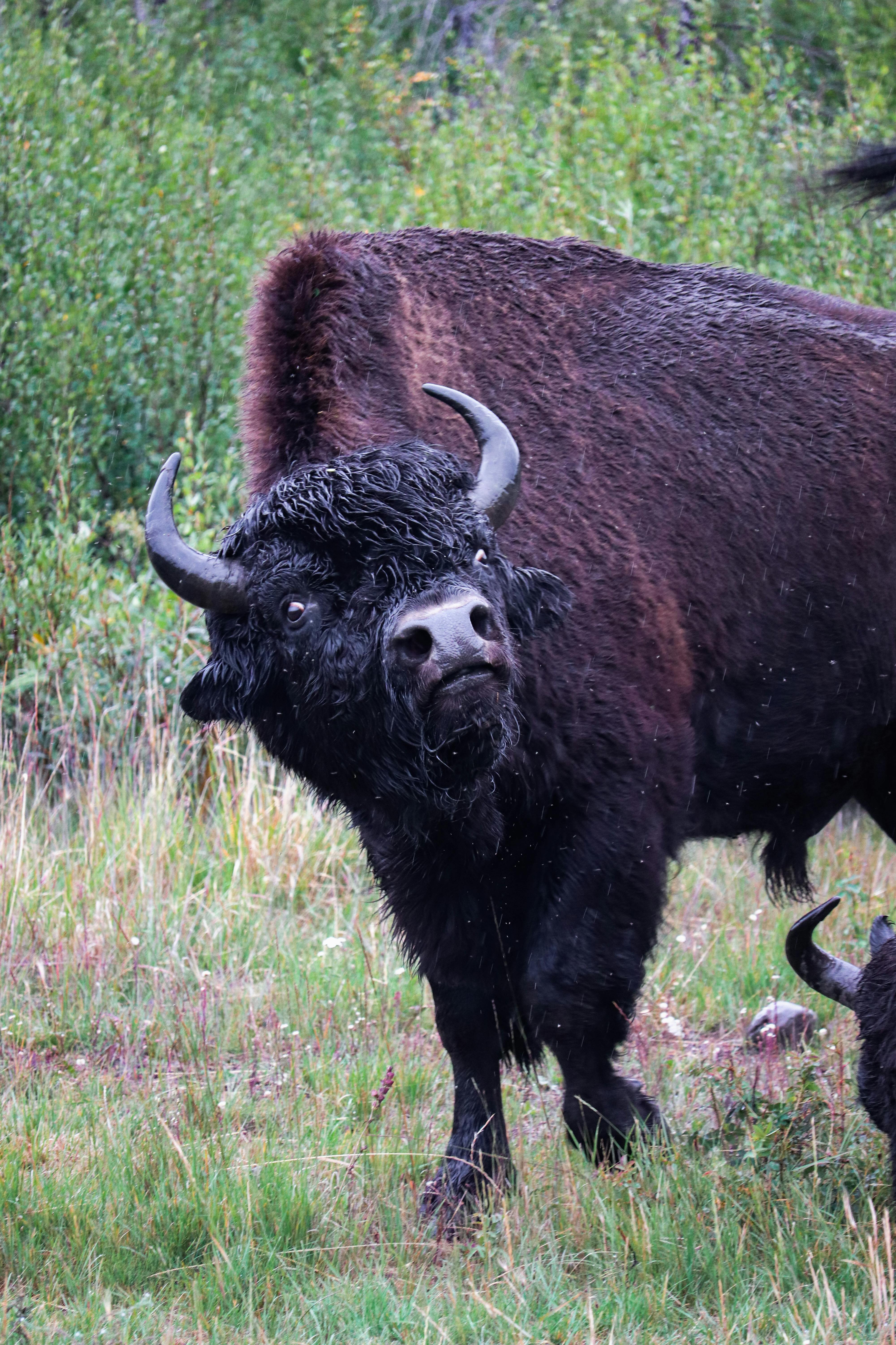 Photograph of a Black Bison · Free Stock Photo