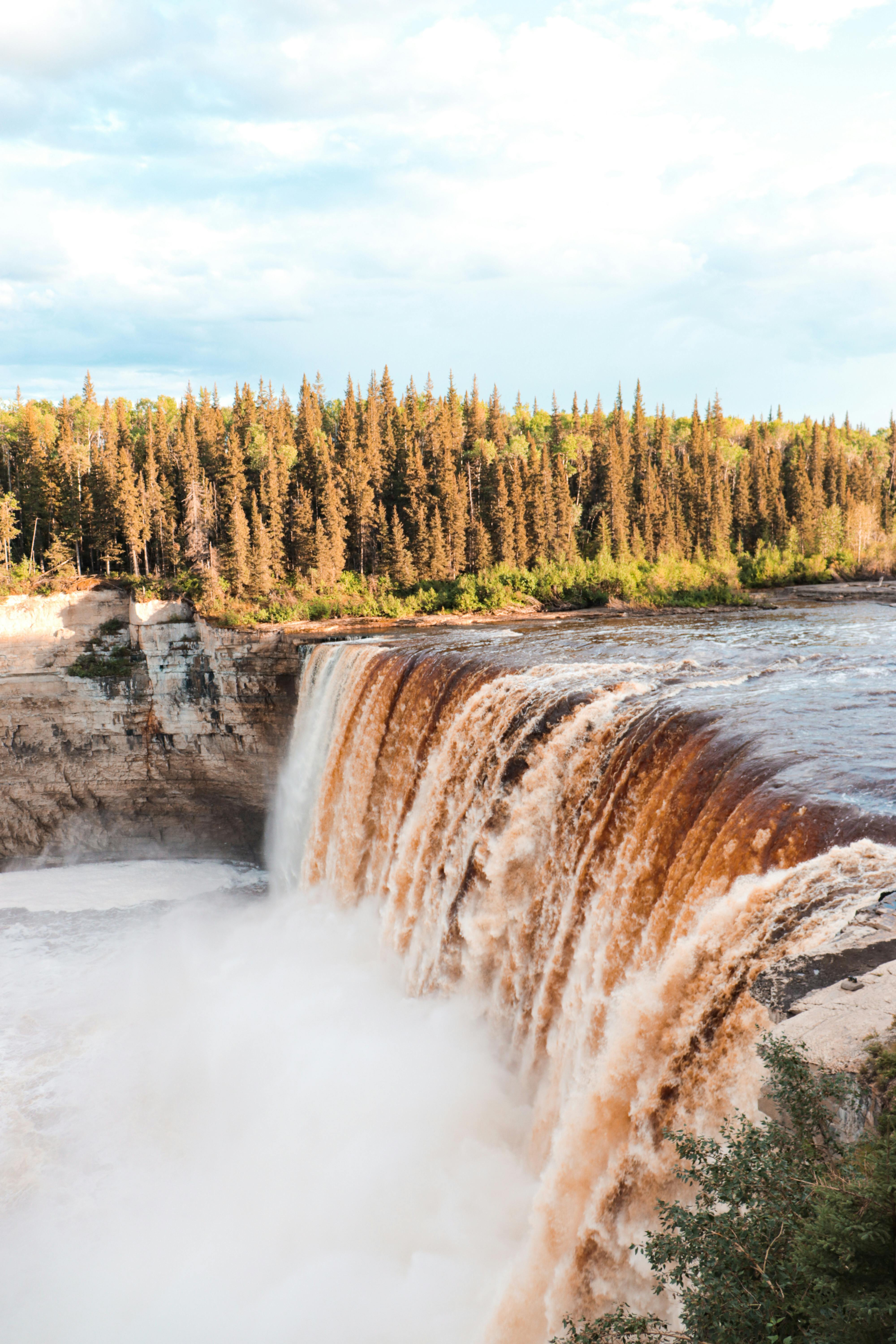 Pines Trees Beside a Waterfall · Free Stock Photo