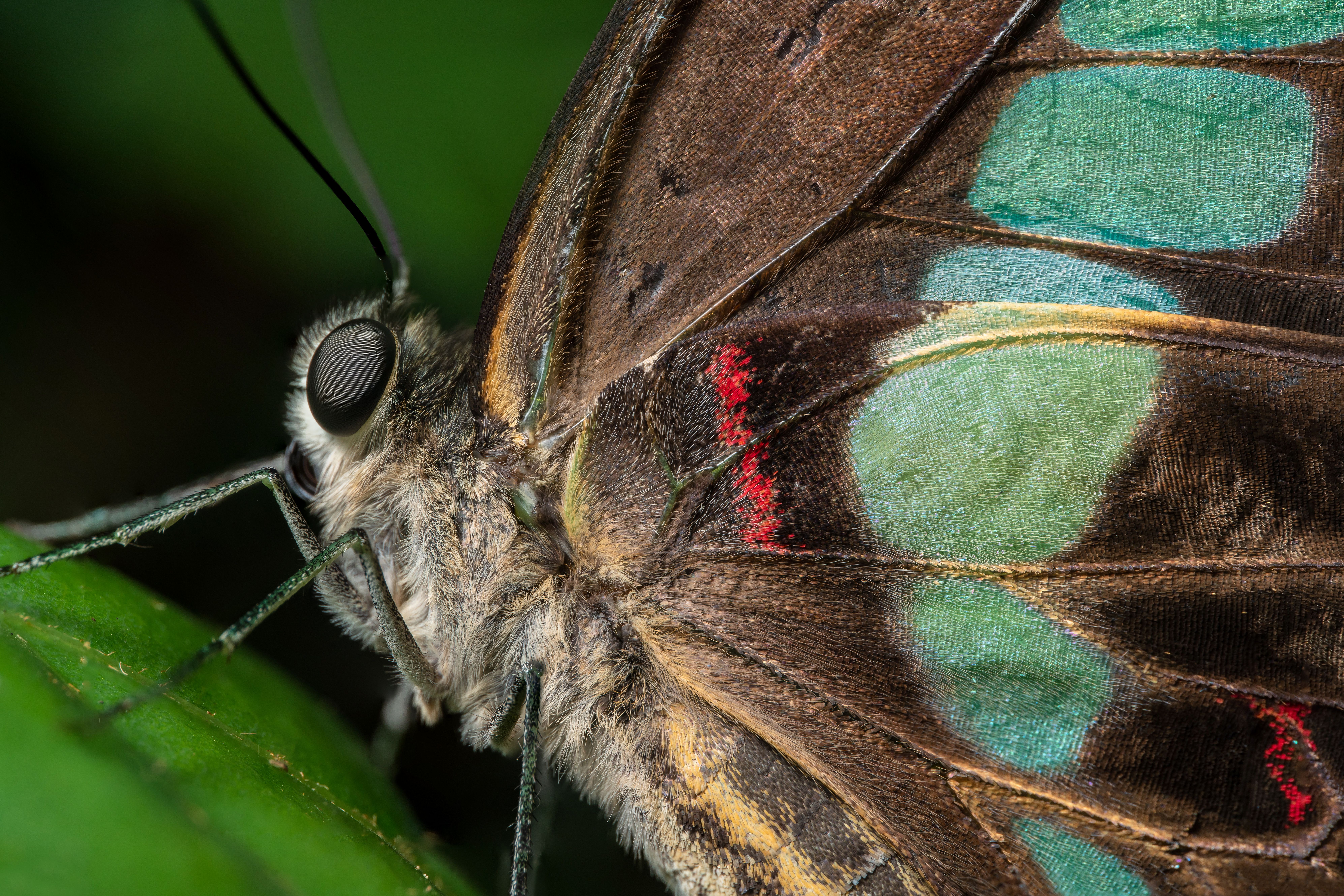 Butterfly Antennas Photos, Download The BEST Free Butterfly Antennas ...