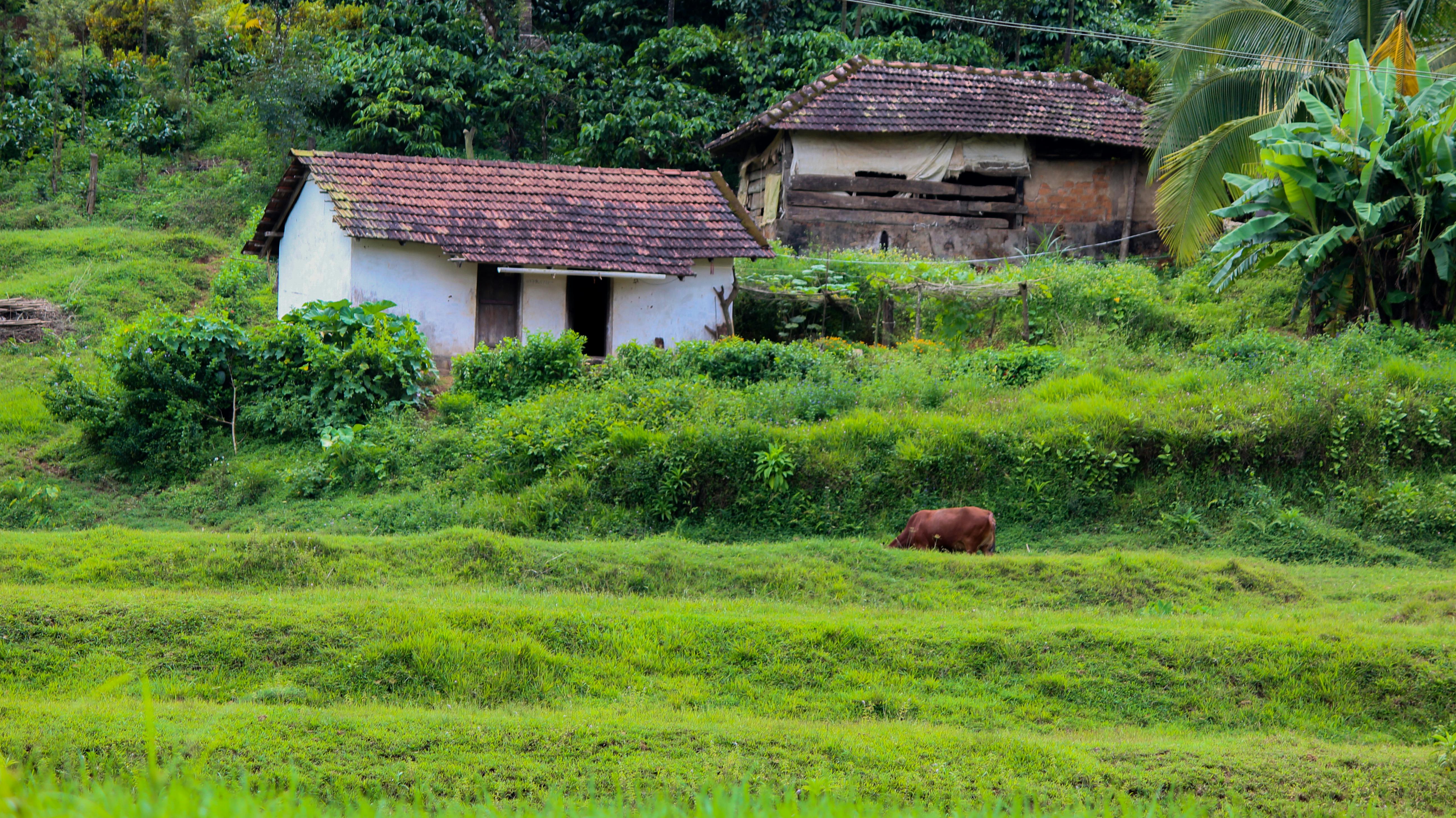 Free stock photo of canon, green, karnataka