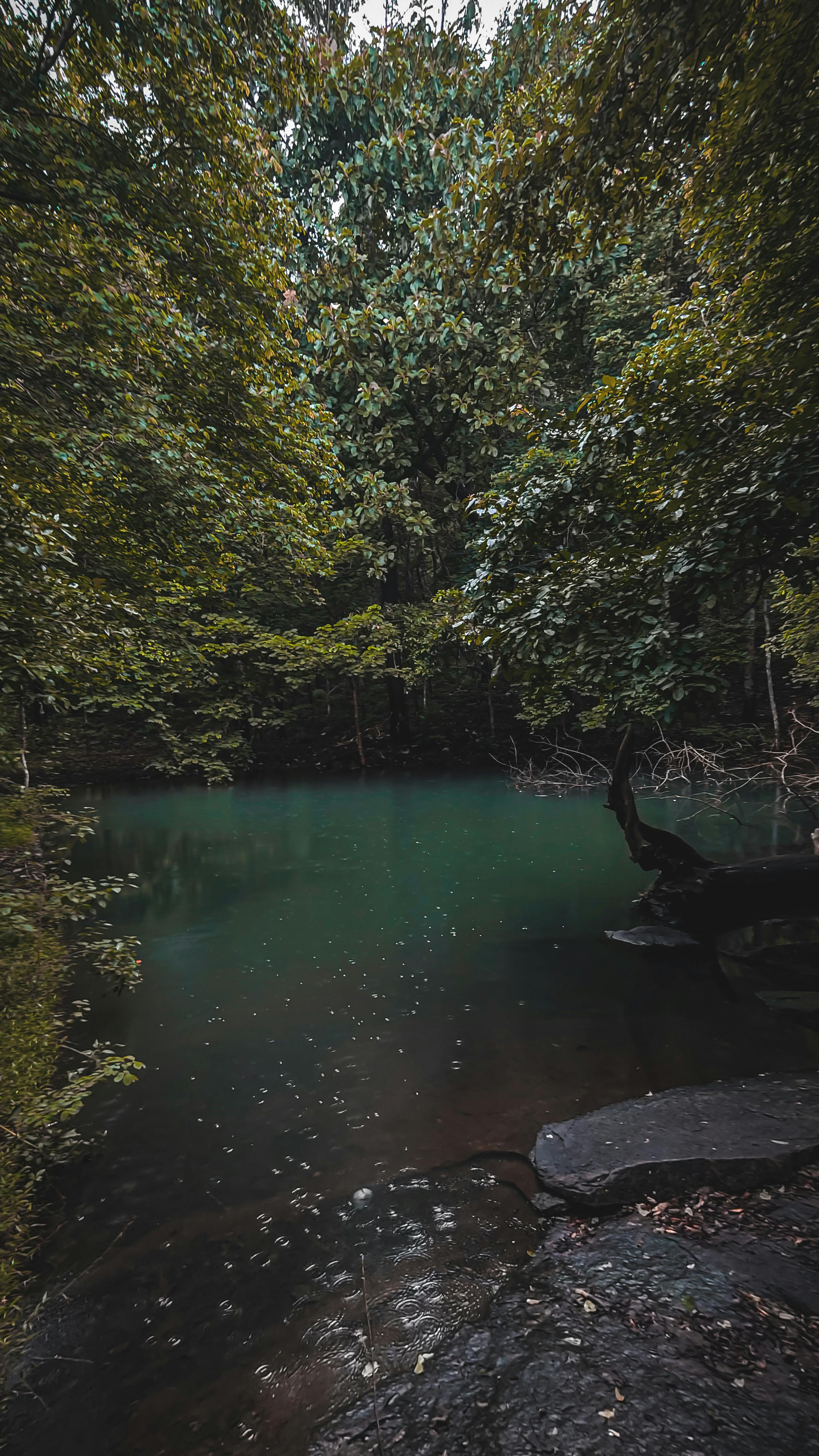 Old Tree Growing near Water in Wild Nature Landscape · Free Stock Photo