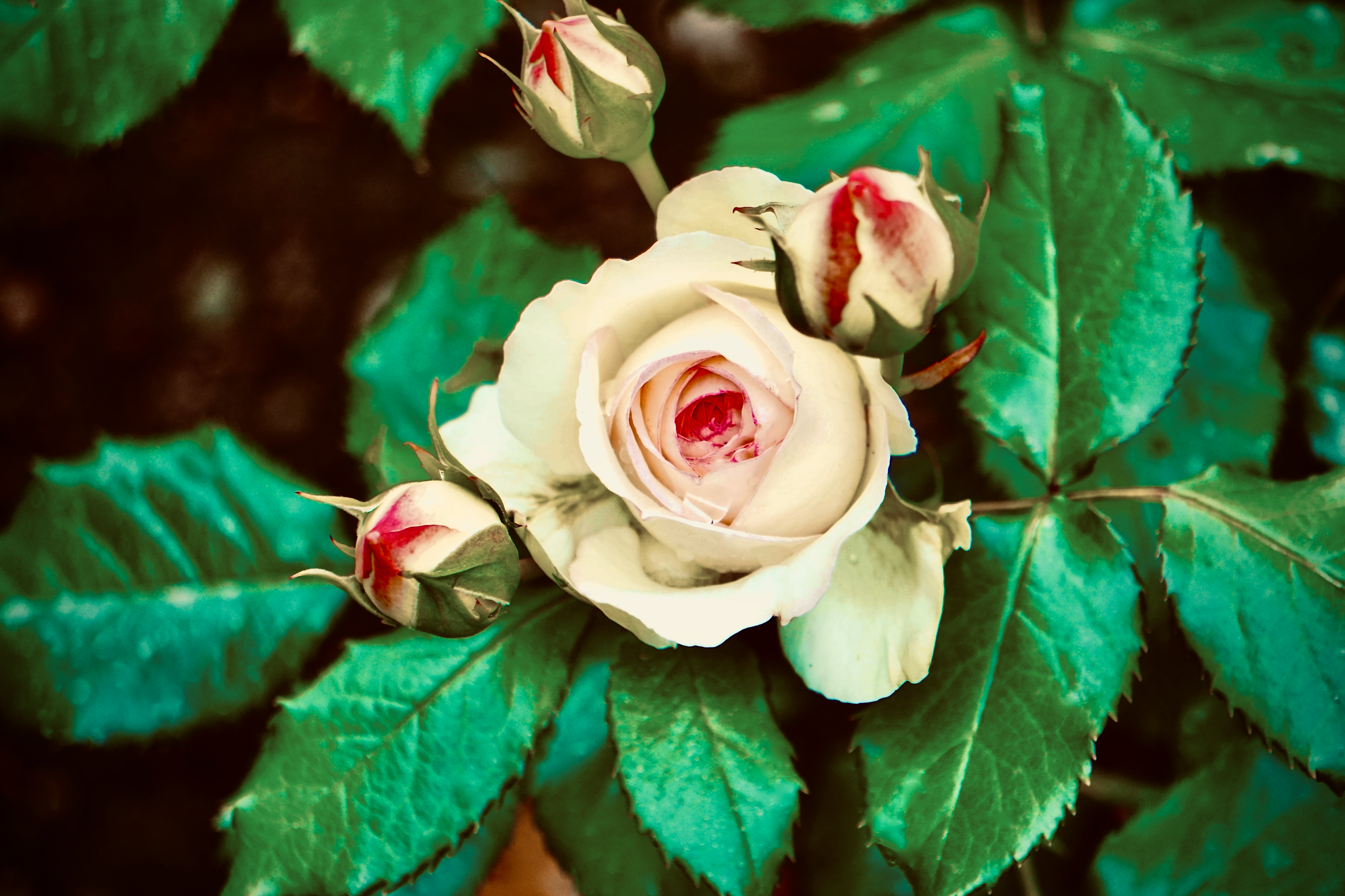 Close-Up Shot of a White Rose in Bloom · Free Stock Photo