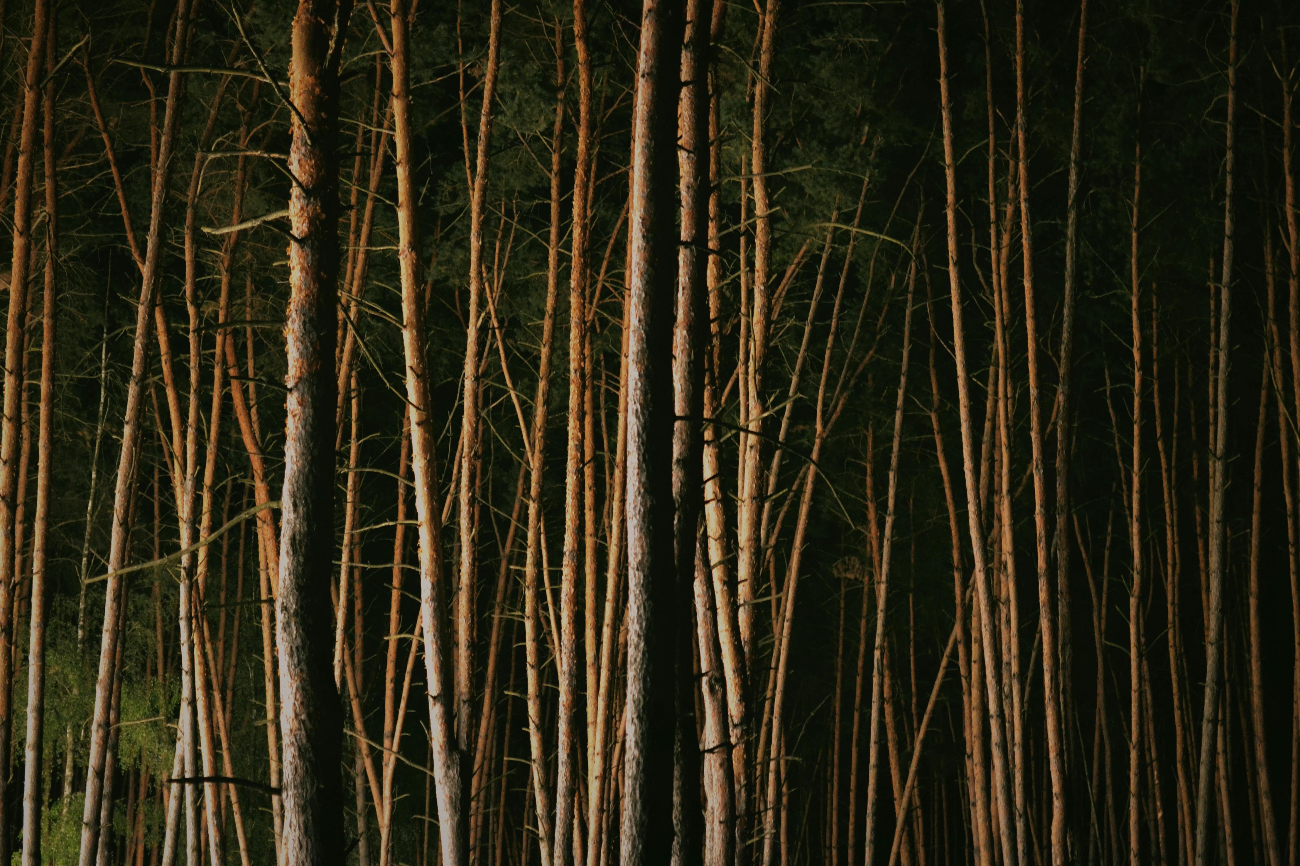 A Forest at Night · Free Stock Photo