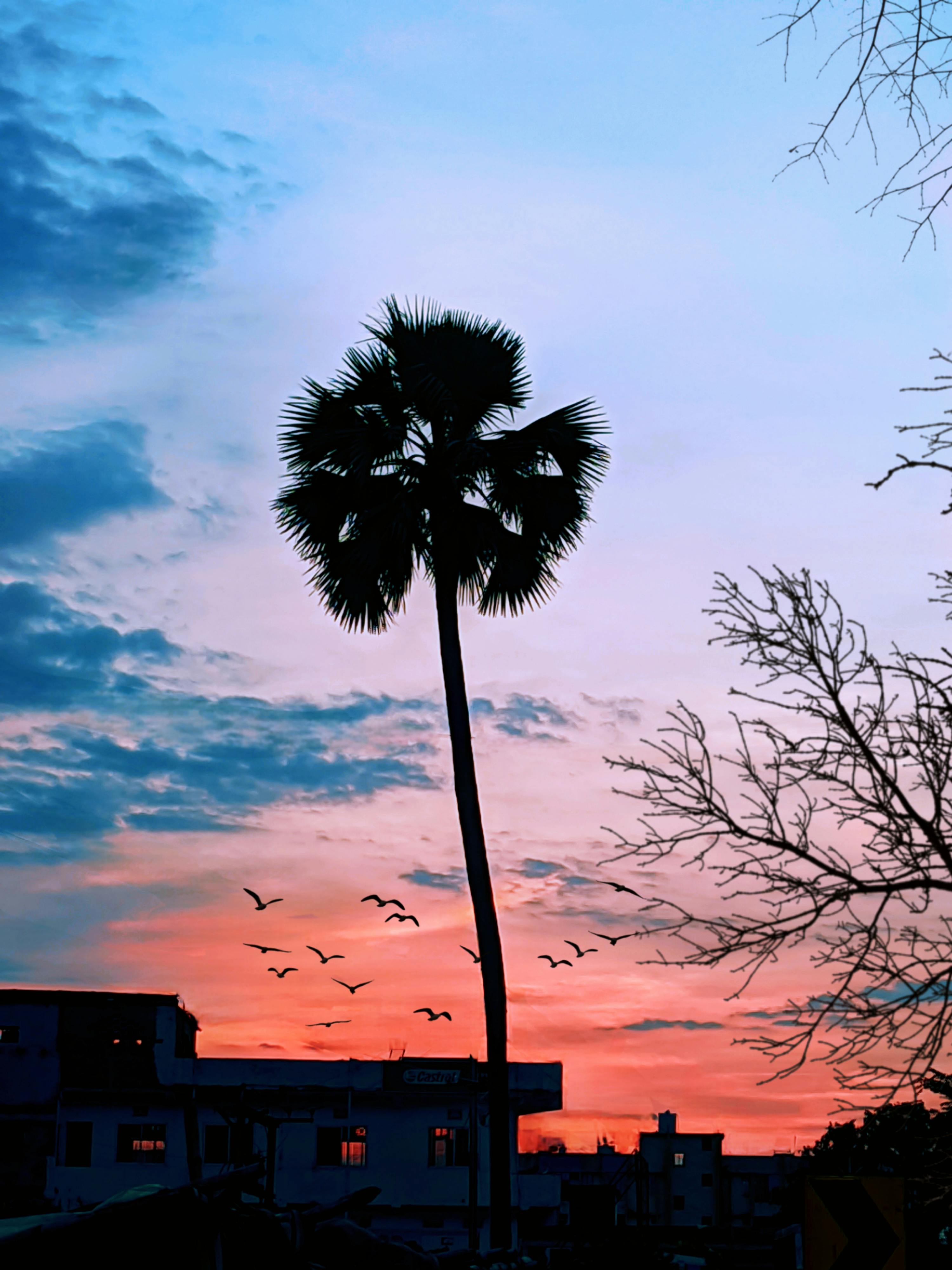 Coconut Tree Images Photos, Download The BEST Free Coconut Tree Images ...