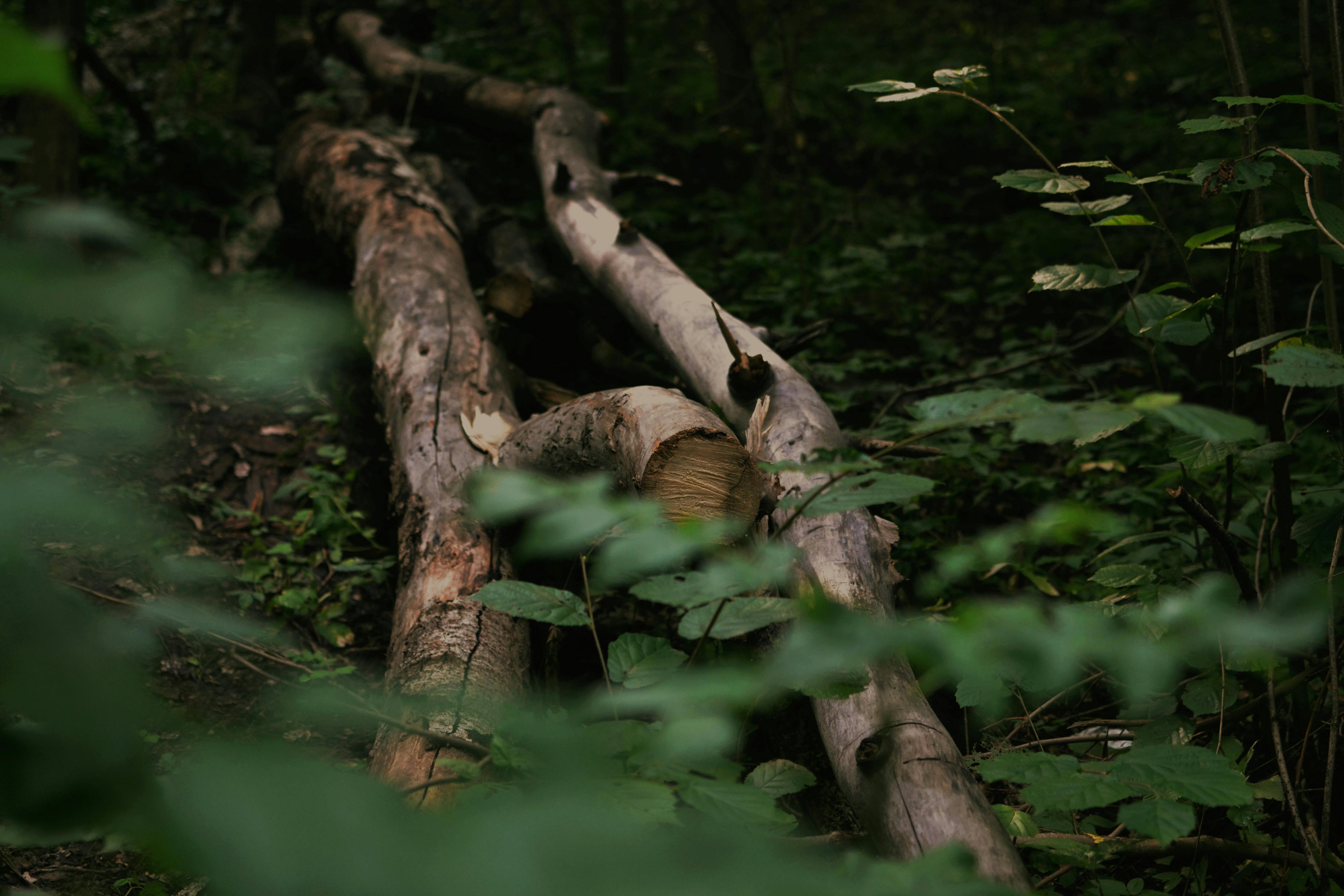 Cutted Trees Photos, Download The BEST Free Cutted Trees Stock Photos ...