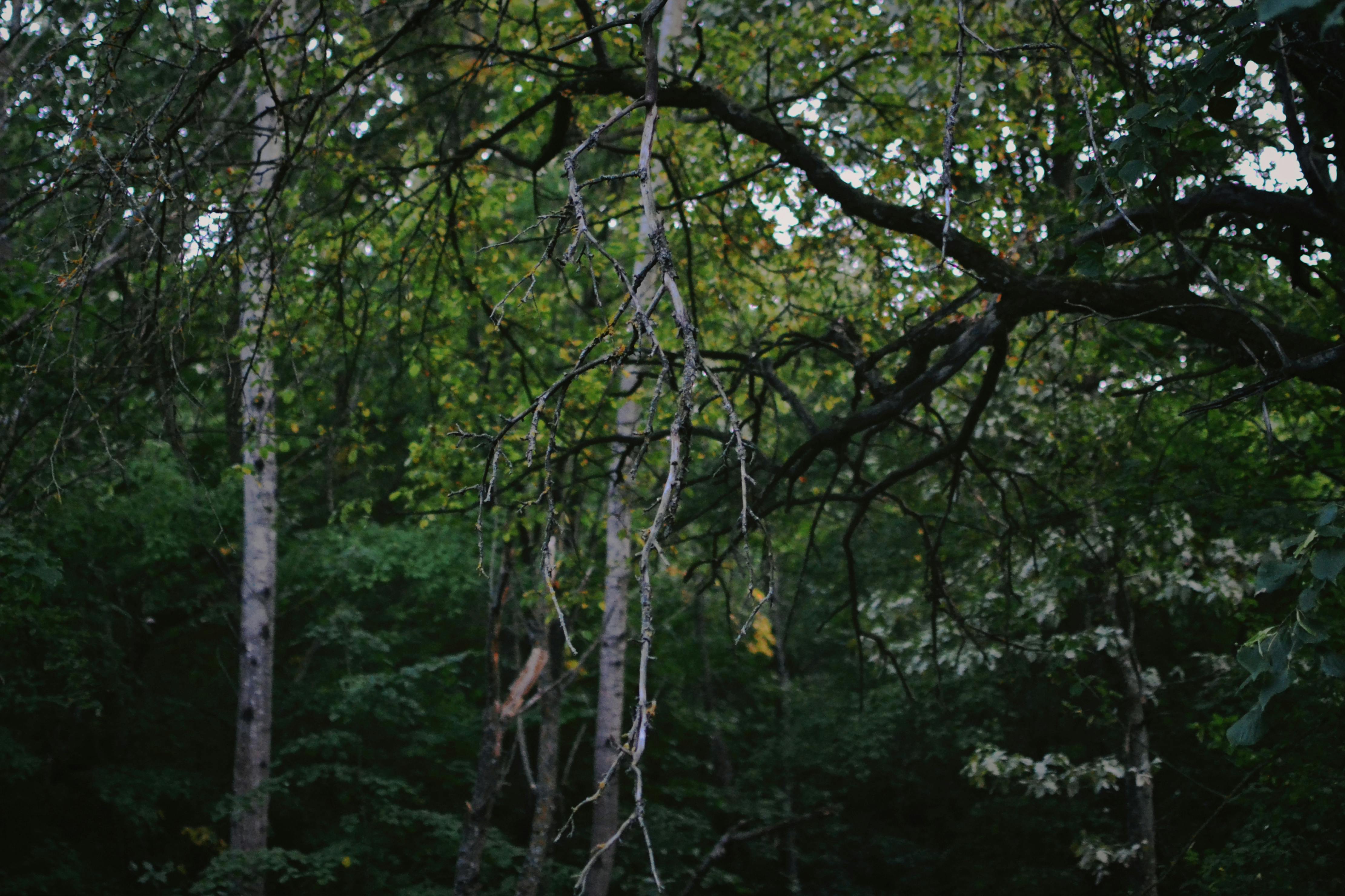 Close-up of Tree Branches · Free Stock Photo
