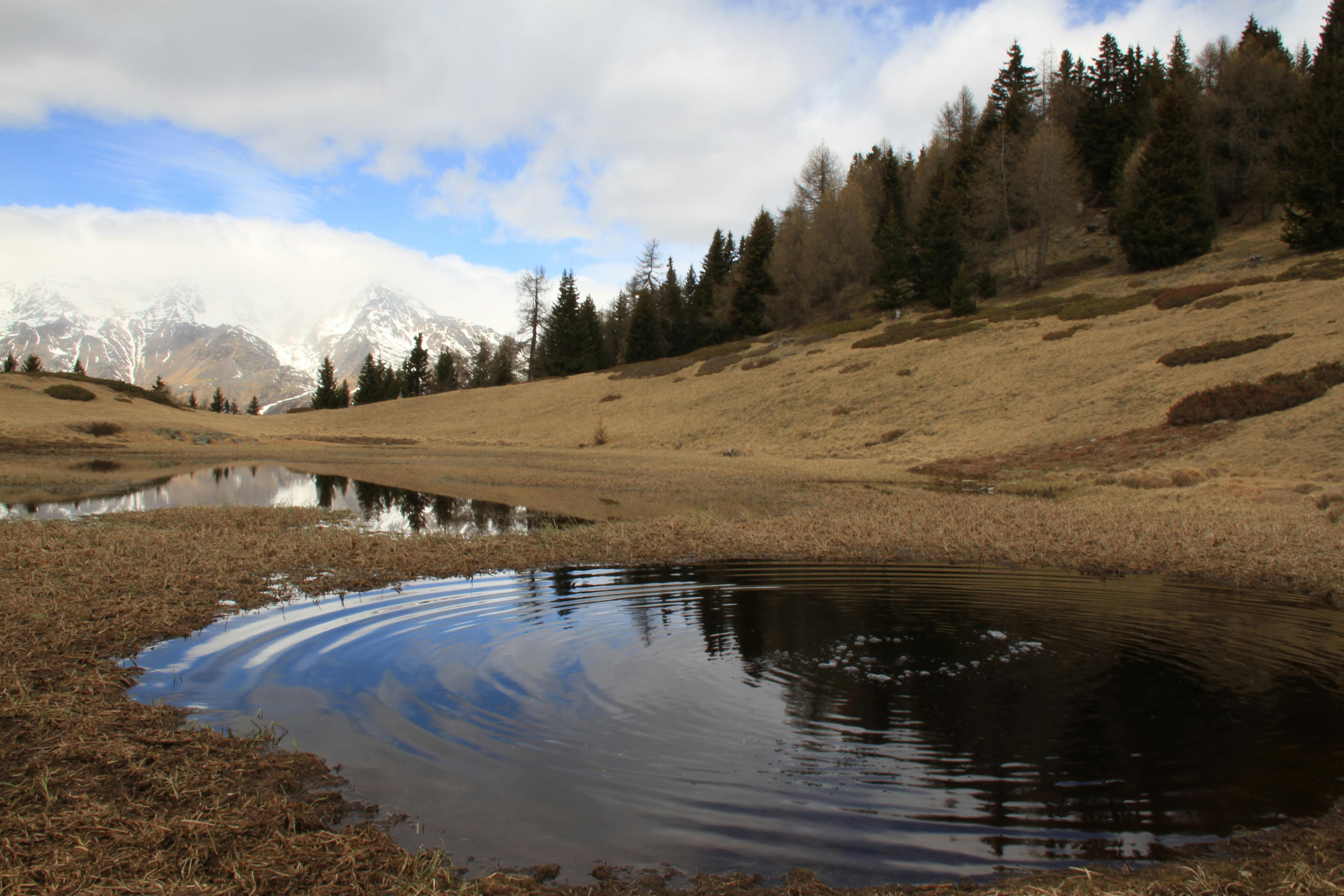 Puddles on Grassland with Forest behind · Free Stock Photo