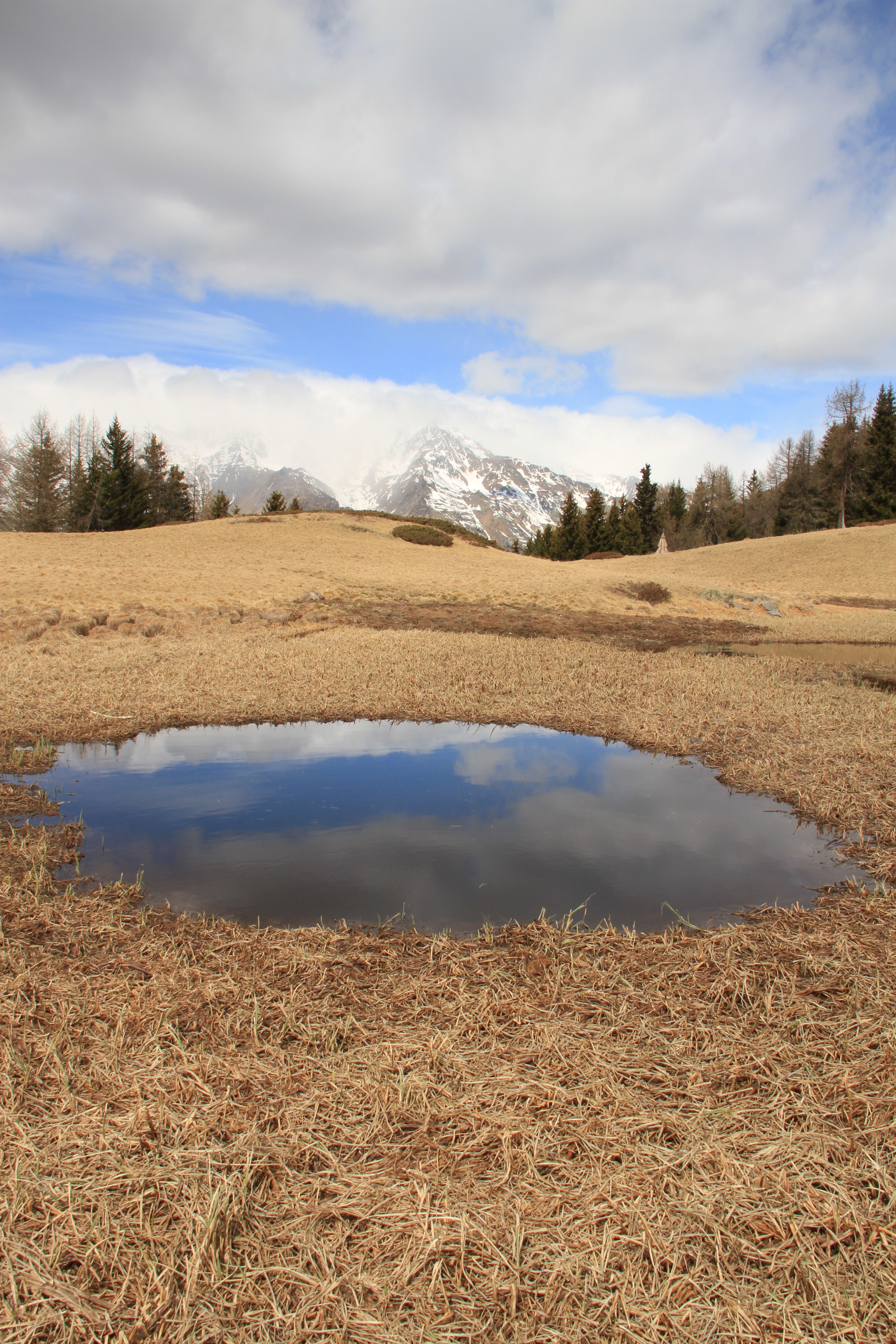Puddles on Grassland with Forest behind · Free Stock Photo