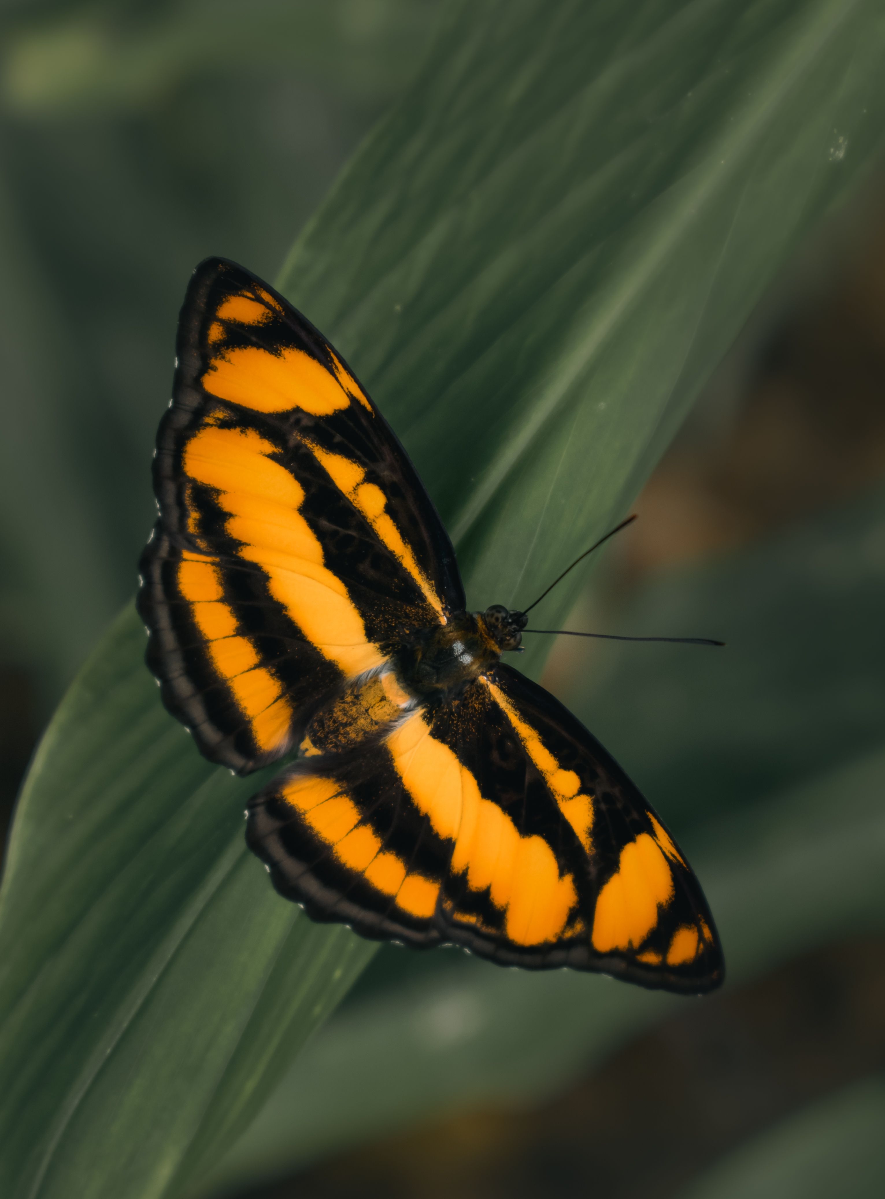 Close-Up Shot of a Butterfly · Free Stock Photo