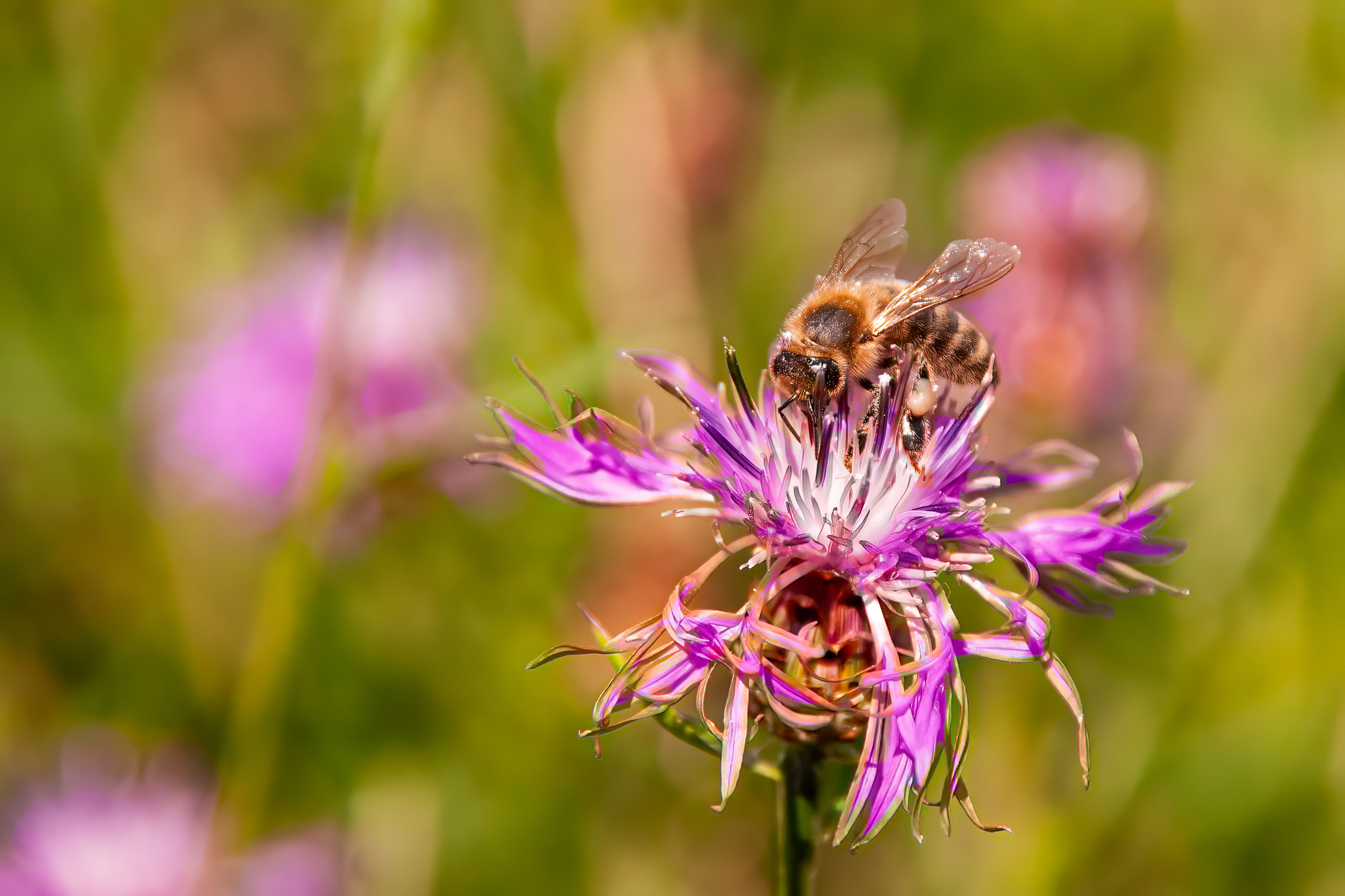 A Bee on a Flower · Free Stock Photo