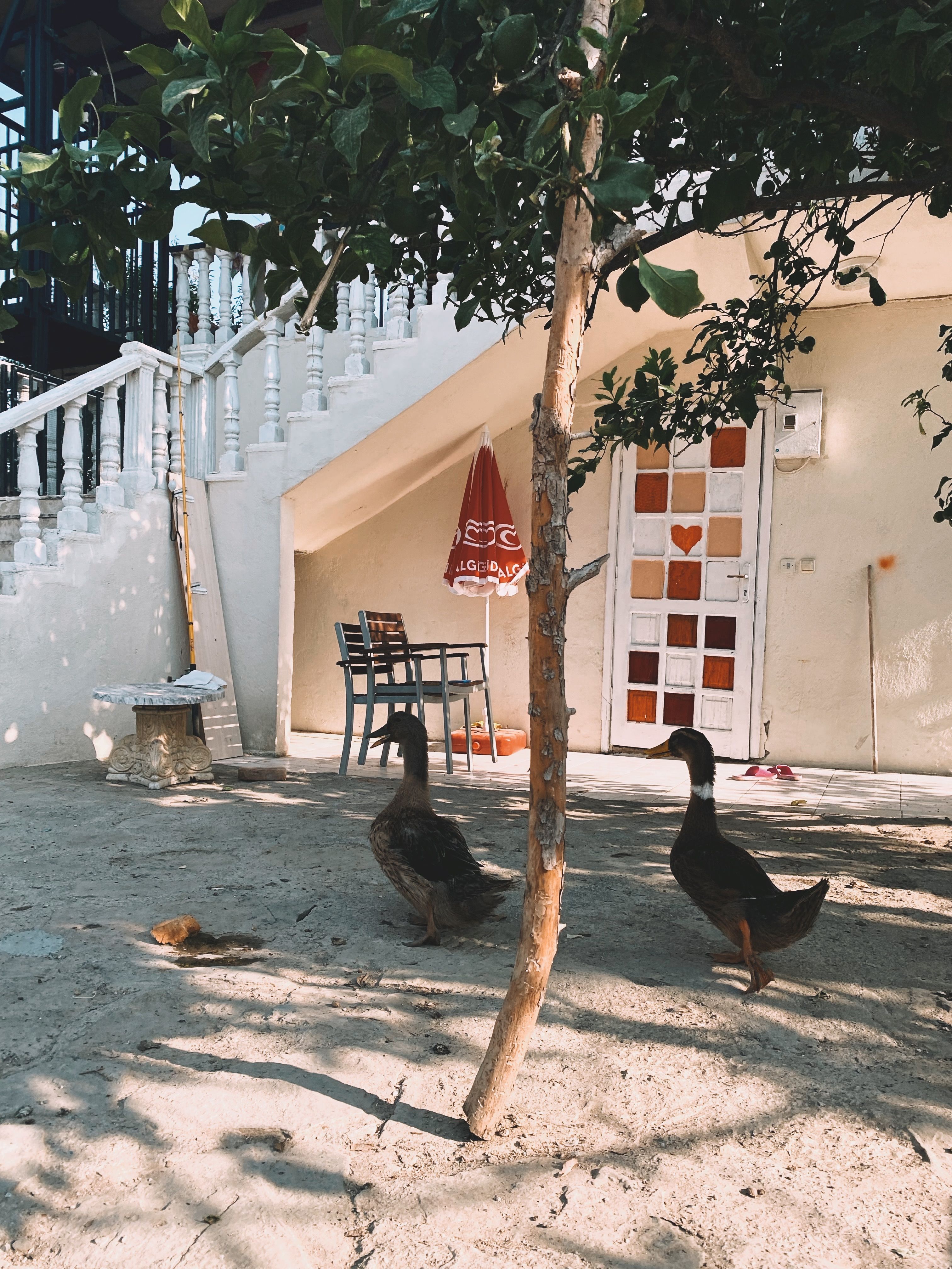 Ducks in Yard · Free Stock Photo