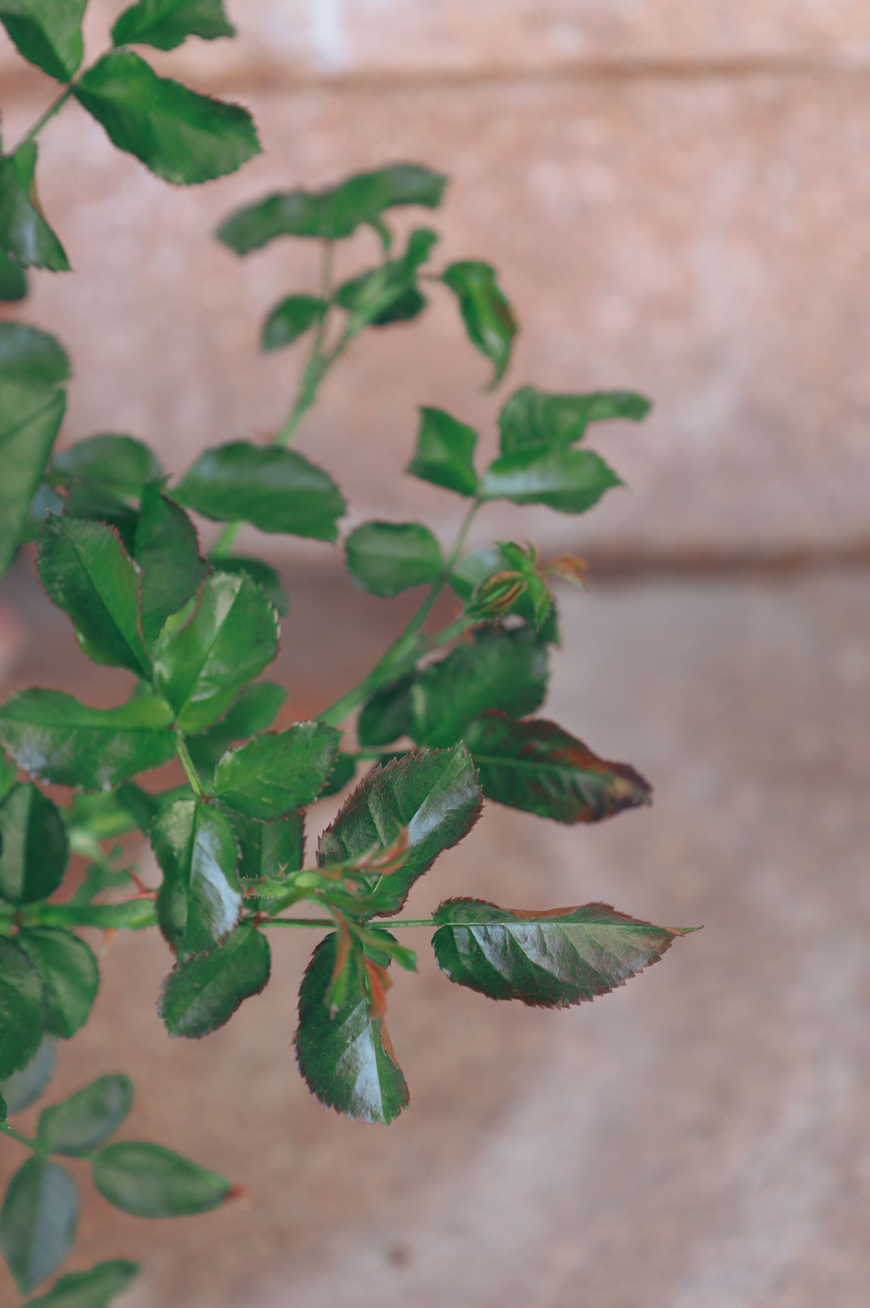Close Up Photo of a Plant · Free Stock Photo