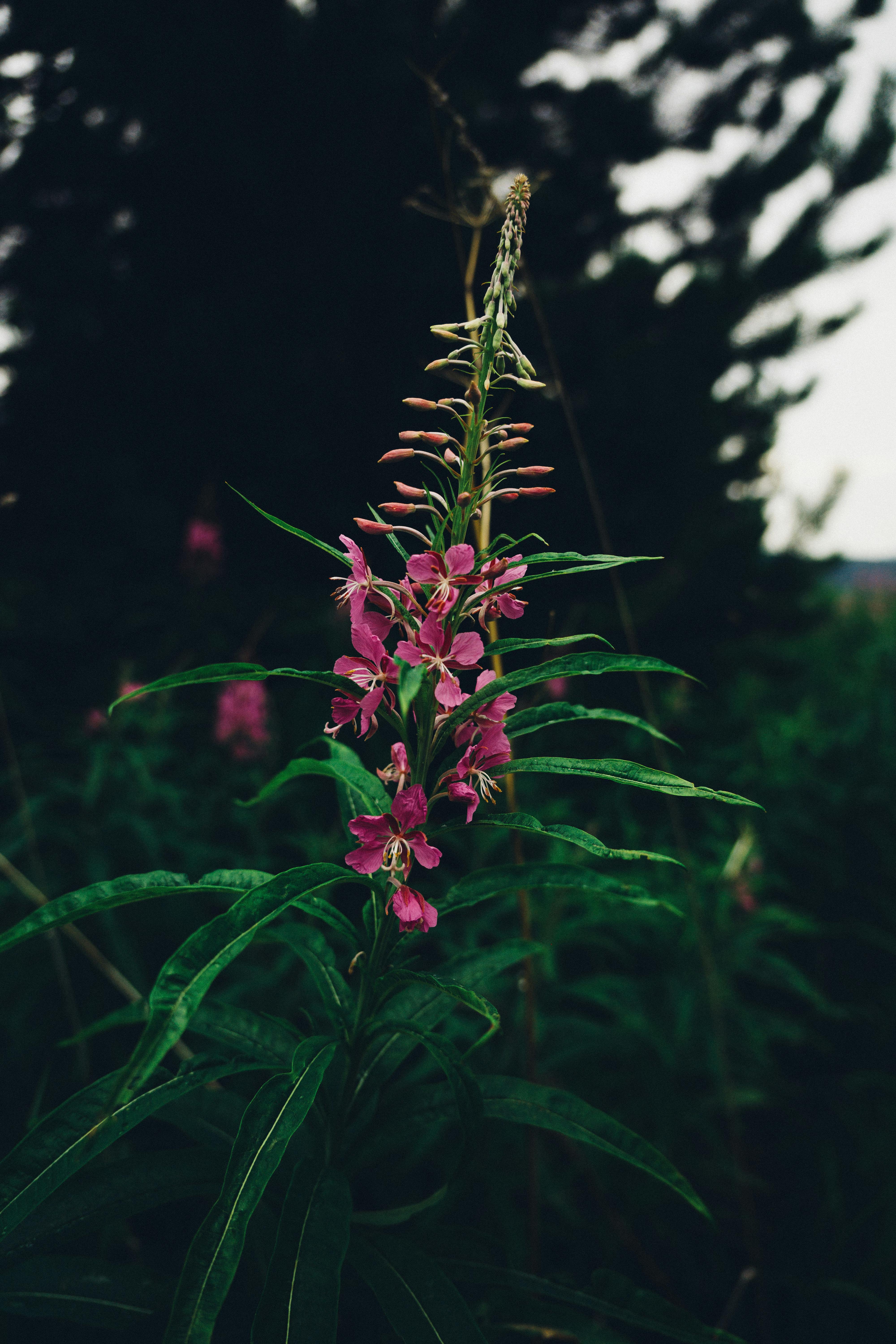Fireweed Flowers in Bloom · Free Stock Photo