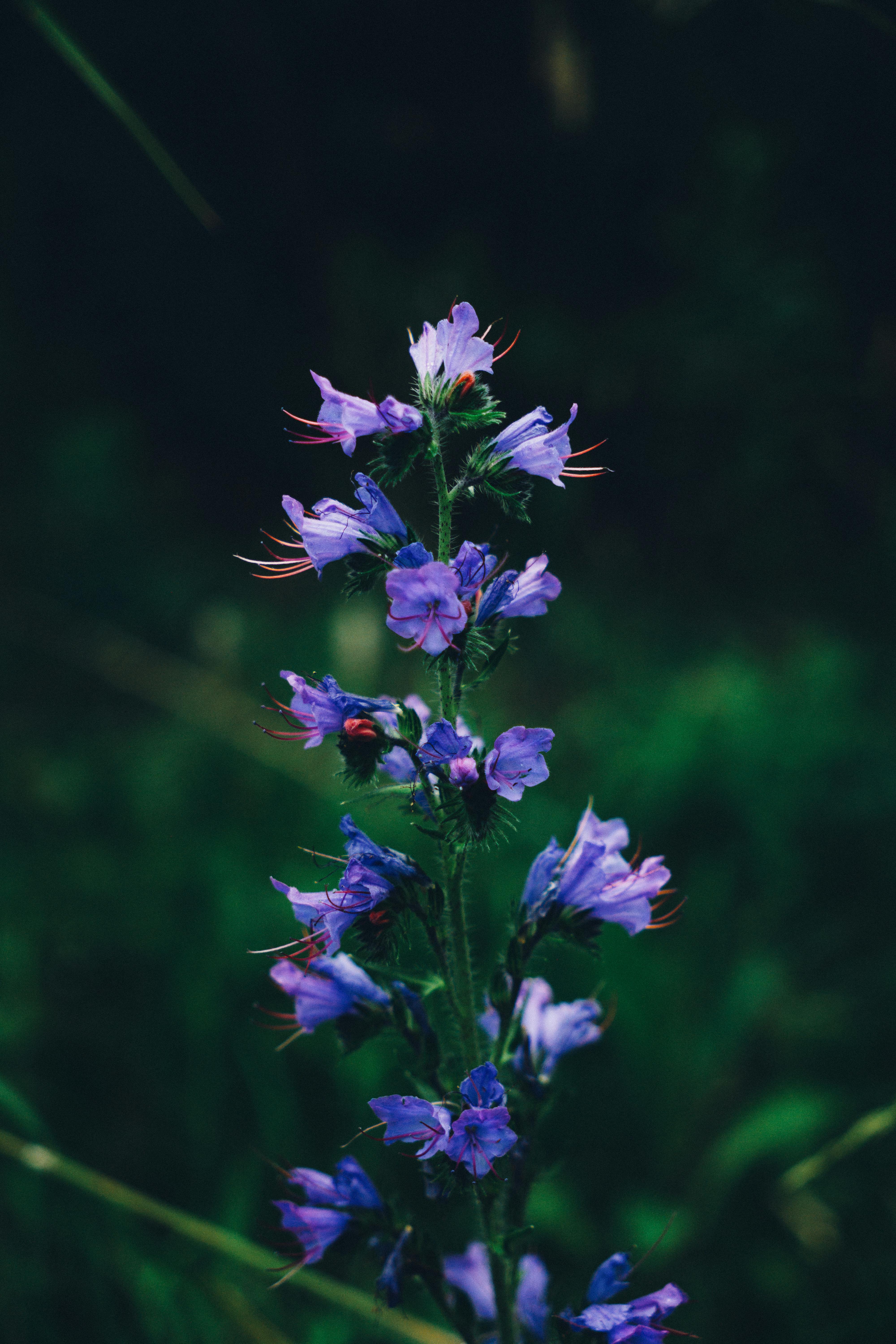 Close-Up Photograph of Viper's-Bugloss Flowers · Free Stock Photo