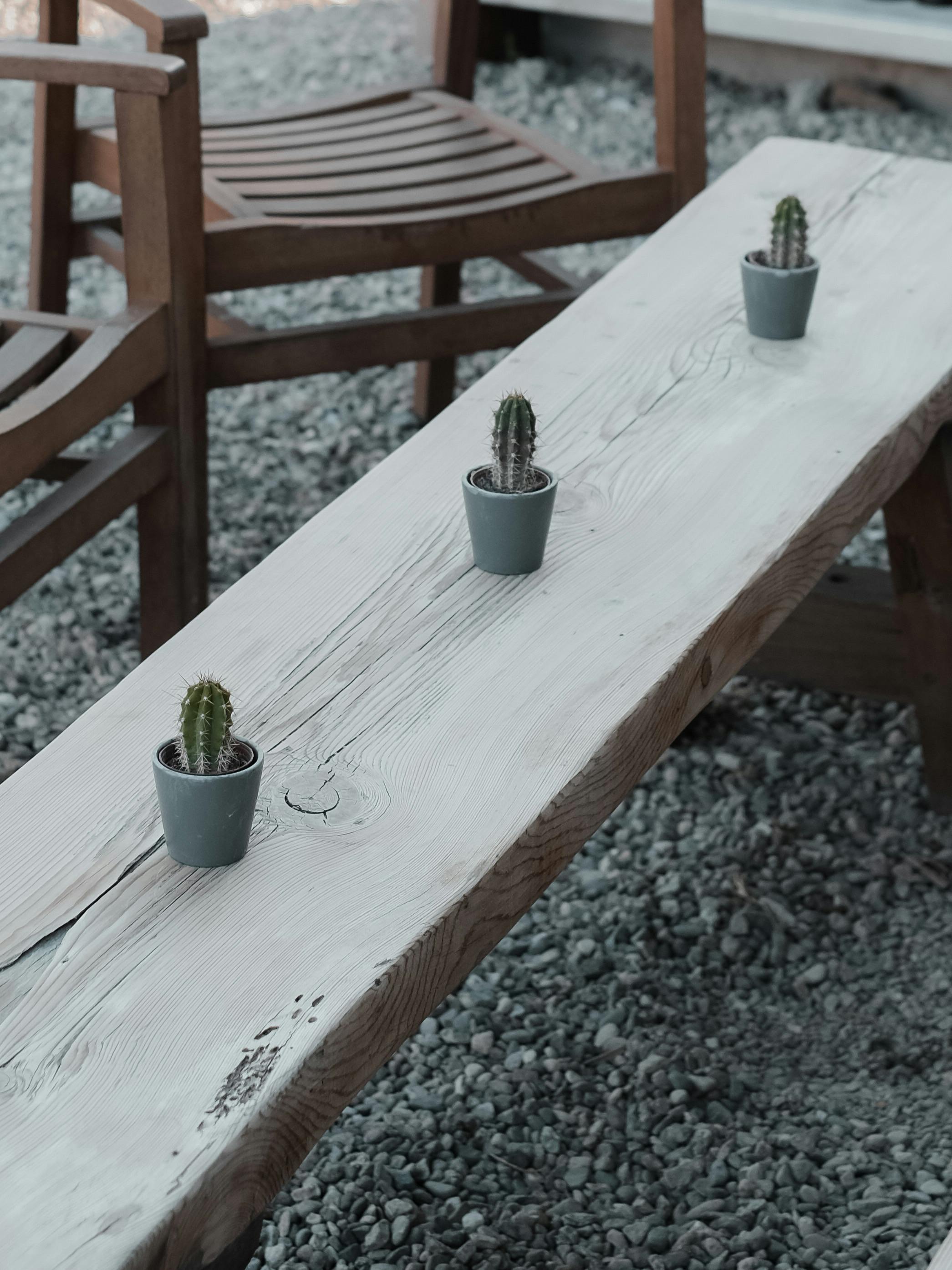Potted Cactus Plants on Wooden Bench · Free Stock Photo