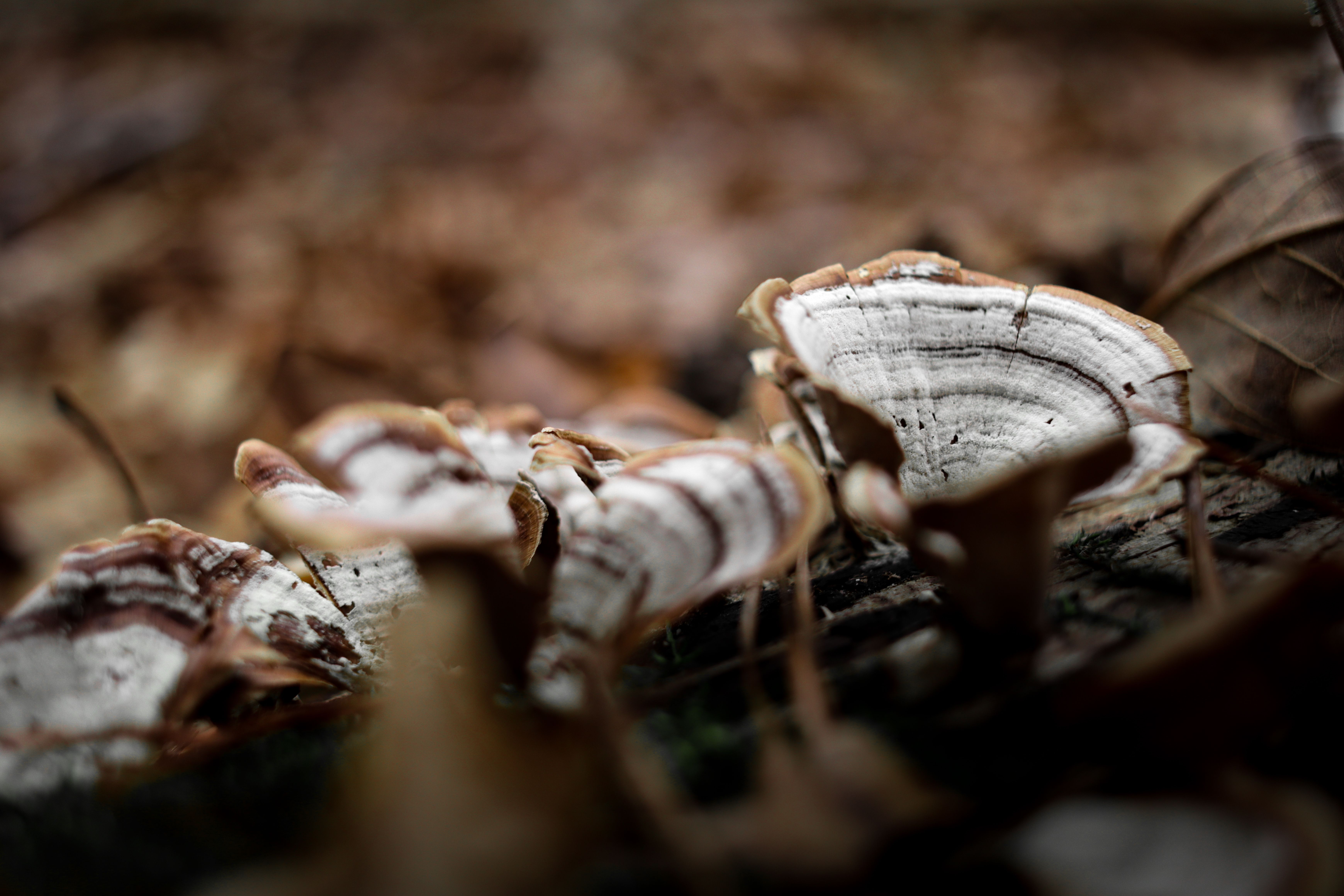 Mushrooms in Close Up Shot · Free Stock Photo