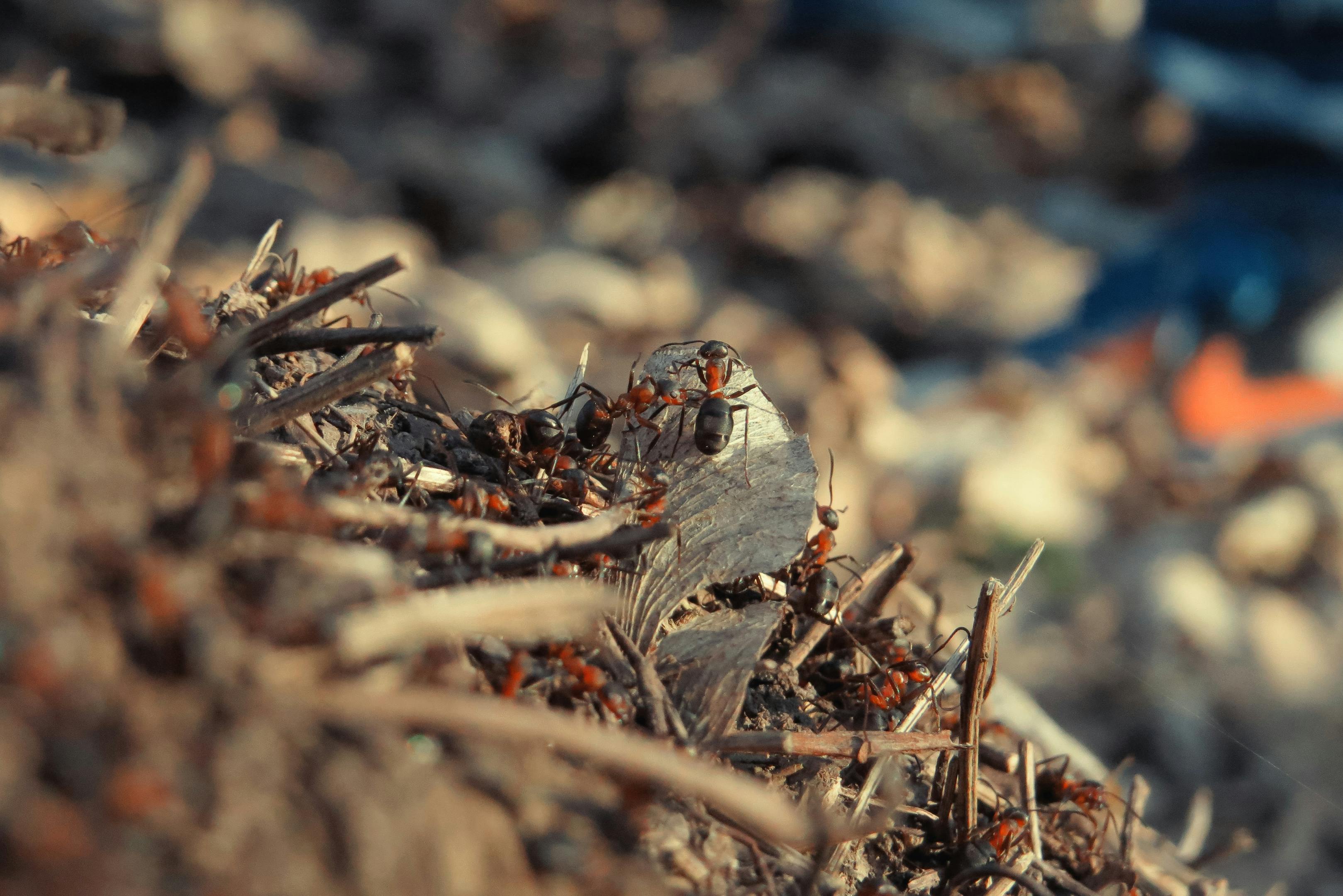 Ants in Close Up Shot · Free Stock Photo